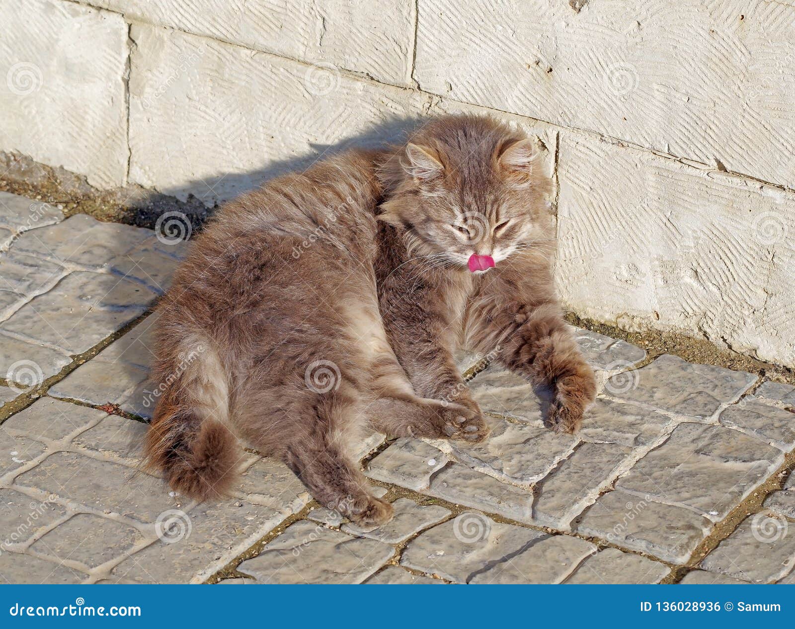 Very fluffy cat stock photo. Image of cute, fluffy, whisker - 136028936