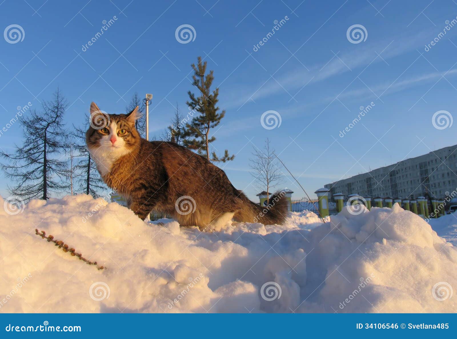 Very Fluffy Cat in the Cold. Stock Photo - Image of winter, city: 34106546