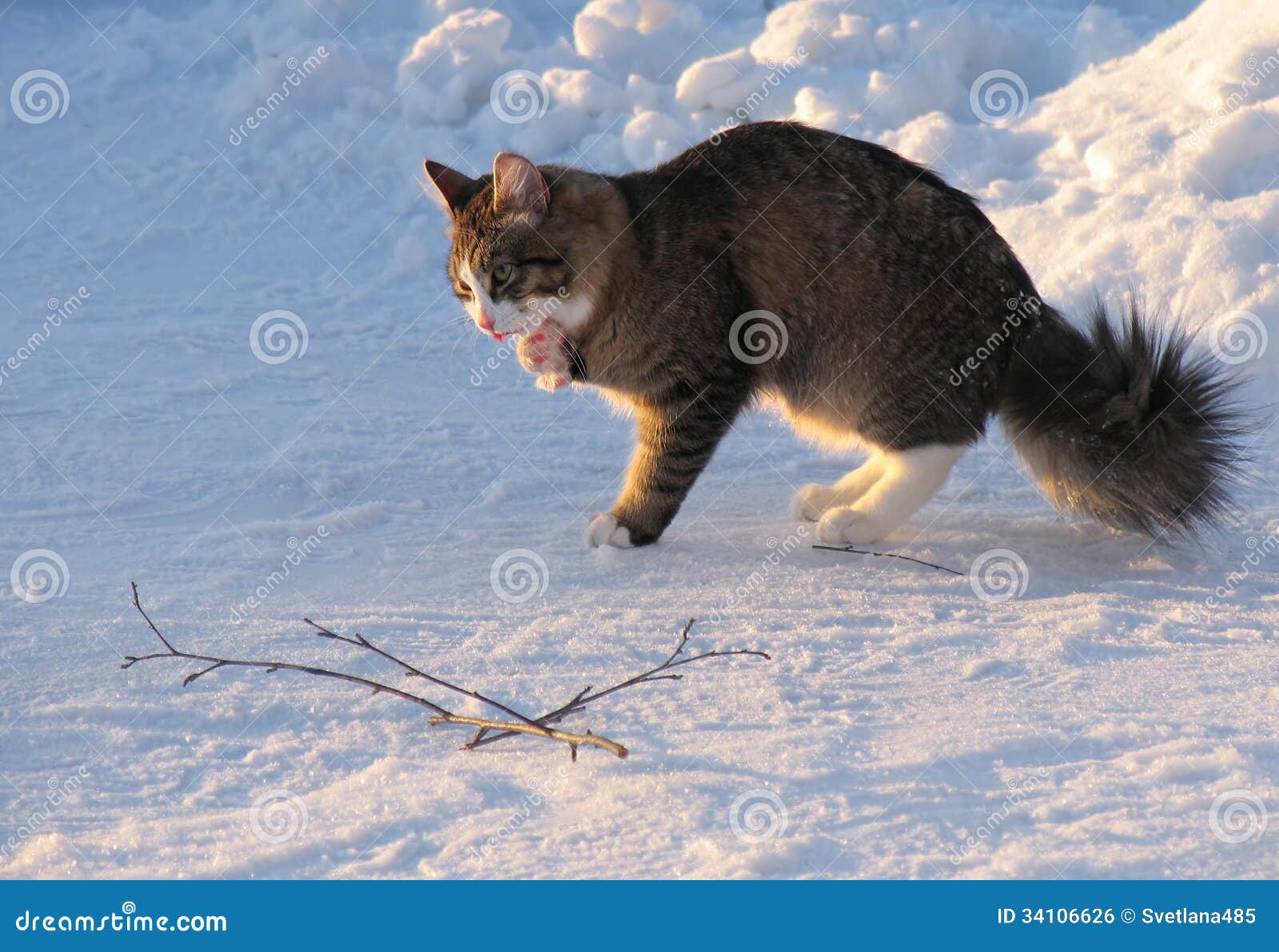 Very Fluffy Cat in the Cold. Stock Photo - Image of branches, whiskers ...