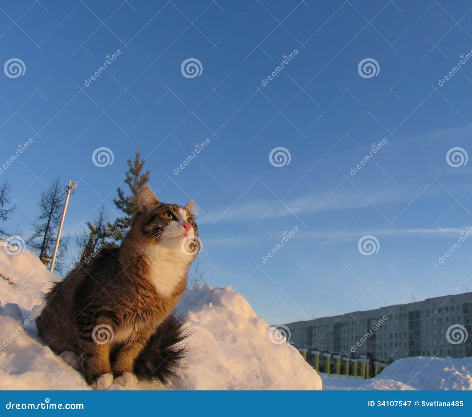 Very Fluffy Cat in the Cold. Stock Image - Image of muzzle, hills: 34107547