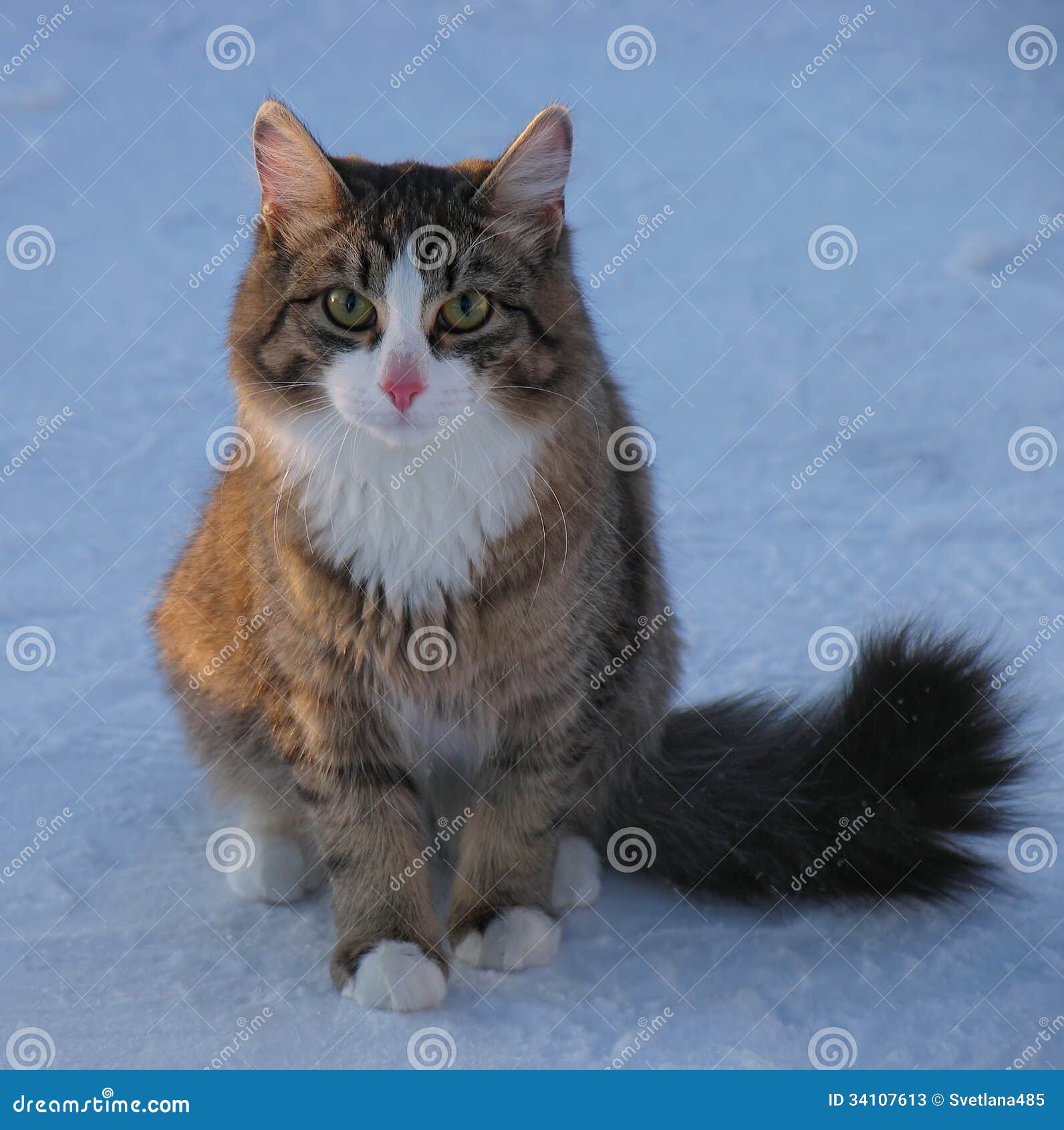 Very Fluffy Cat in the Cold. Stock Image - Image of ears, nose: 34107613