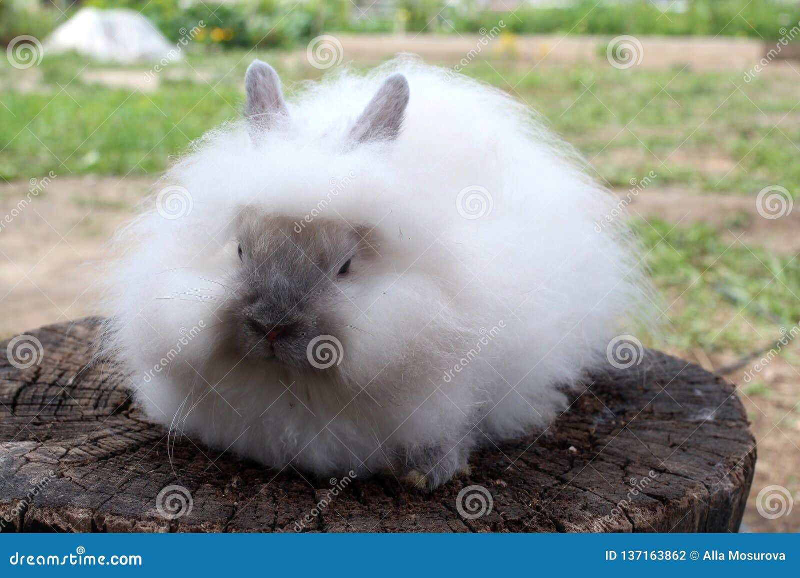 Very Fluffy Soft Funny Rabbit Decorative Sitting on a Log Stock Photo ...