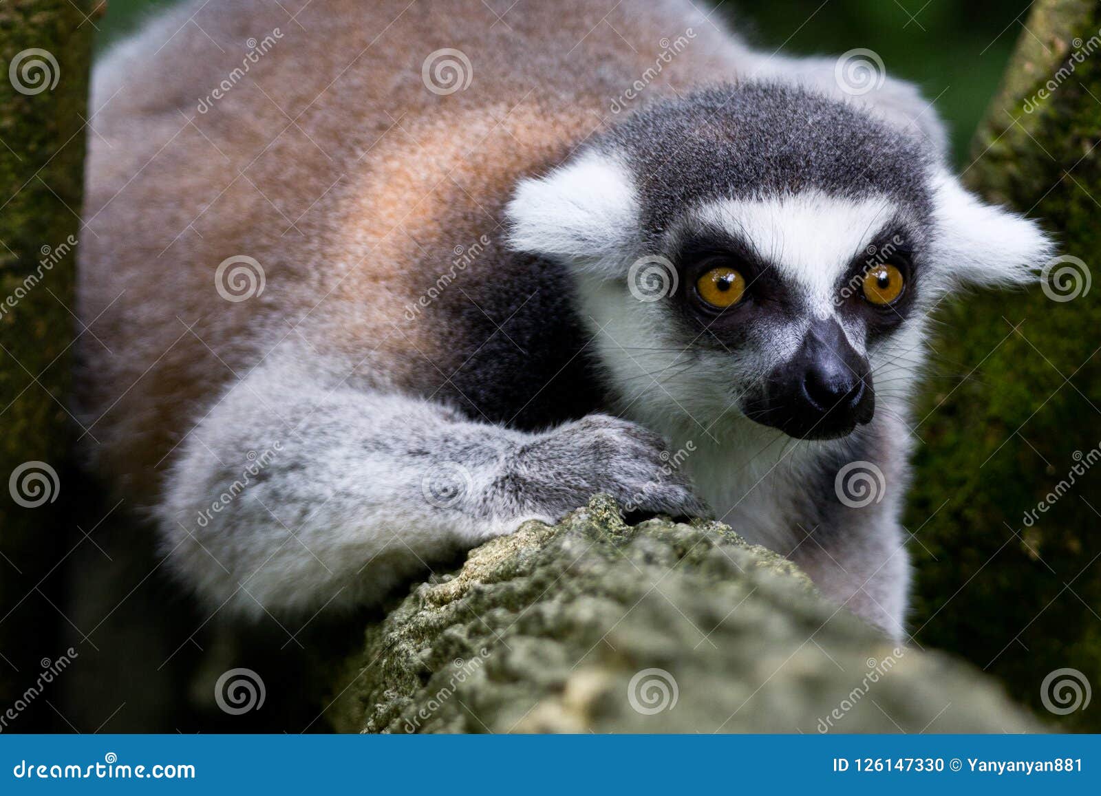 Green Eye Ape stock photo. Image of fierce, lemur, asia - 126147330