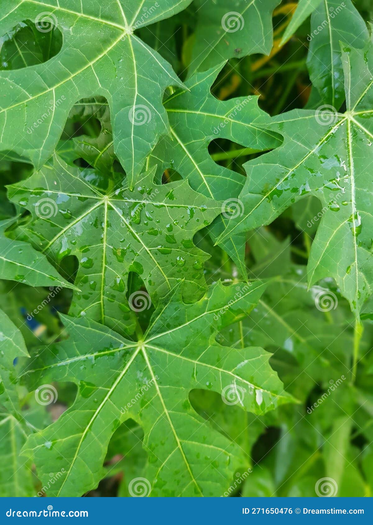 Very Fresh and Beautiful Green Leaf Texture in the Garden Stock Photo ...