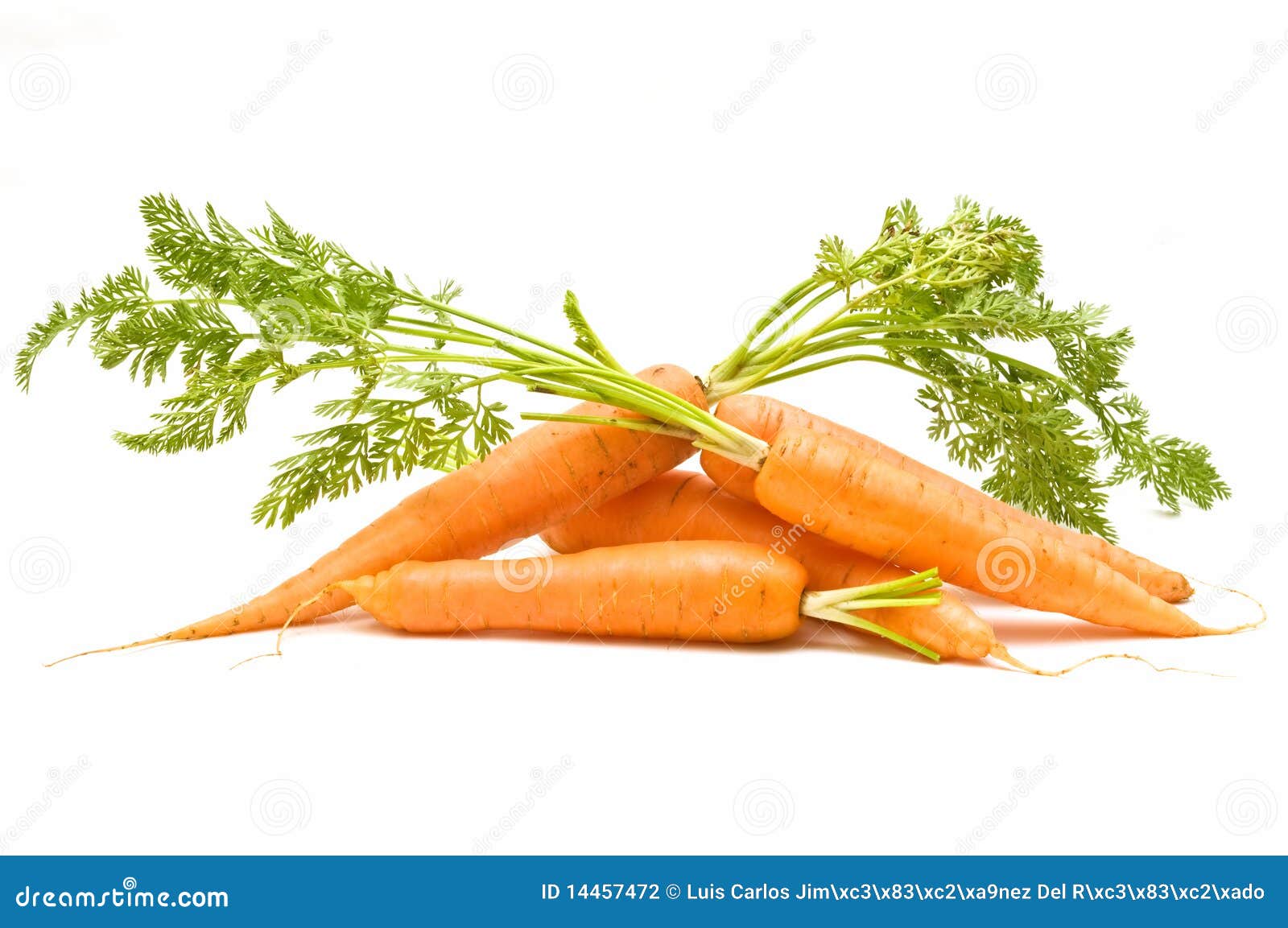 Very fresh carrots stock photo. Image of food, vegetarian - 14457472