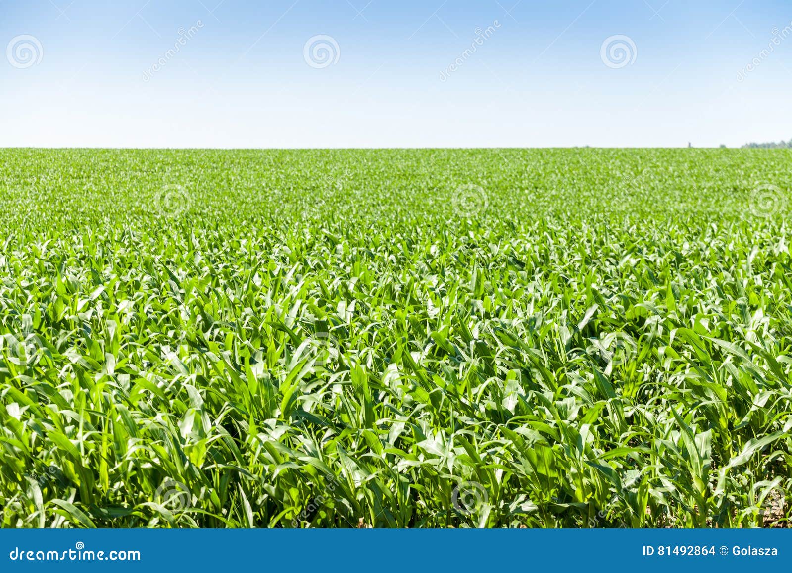 4,121 Big Corn Field Stock Photos - Free & Royalty-Free Stock Photos ...