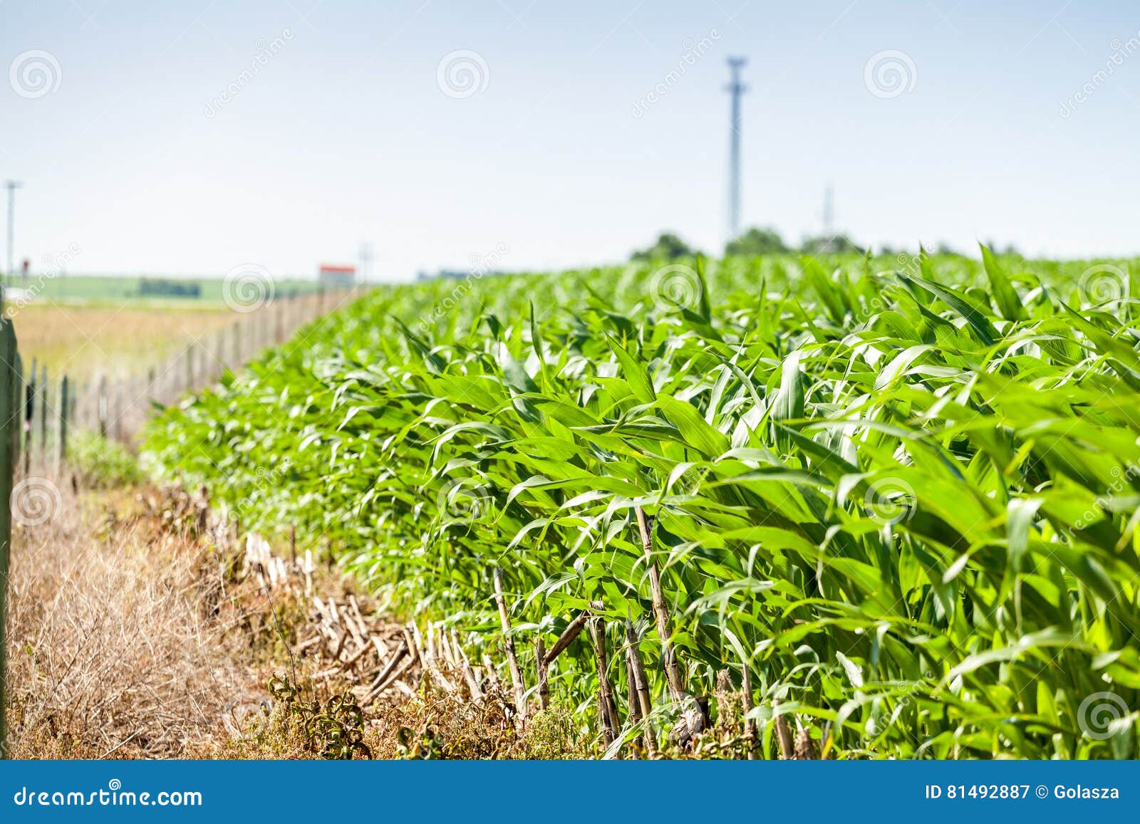 Very Fresh and Green Corn Field. Stock Image - Image of america, crop ...