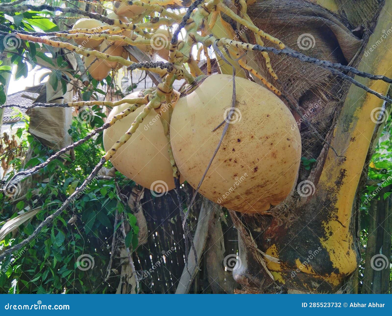 Very Fresh Ivory Coconut Fruit Stock Photo - Image of milk, agriculture ...