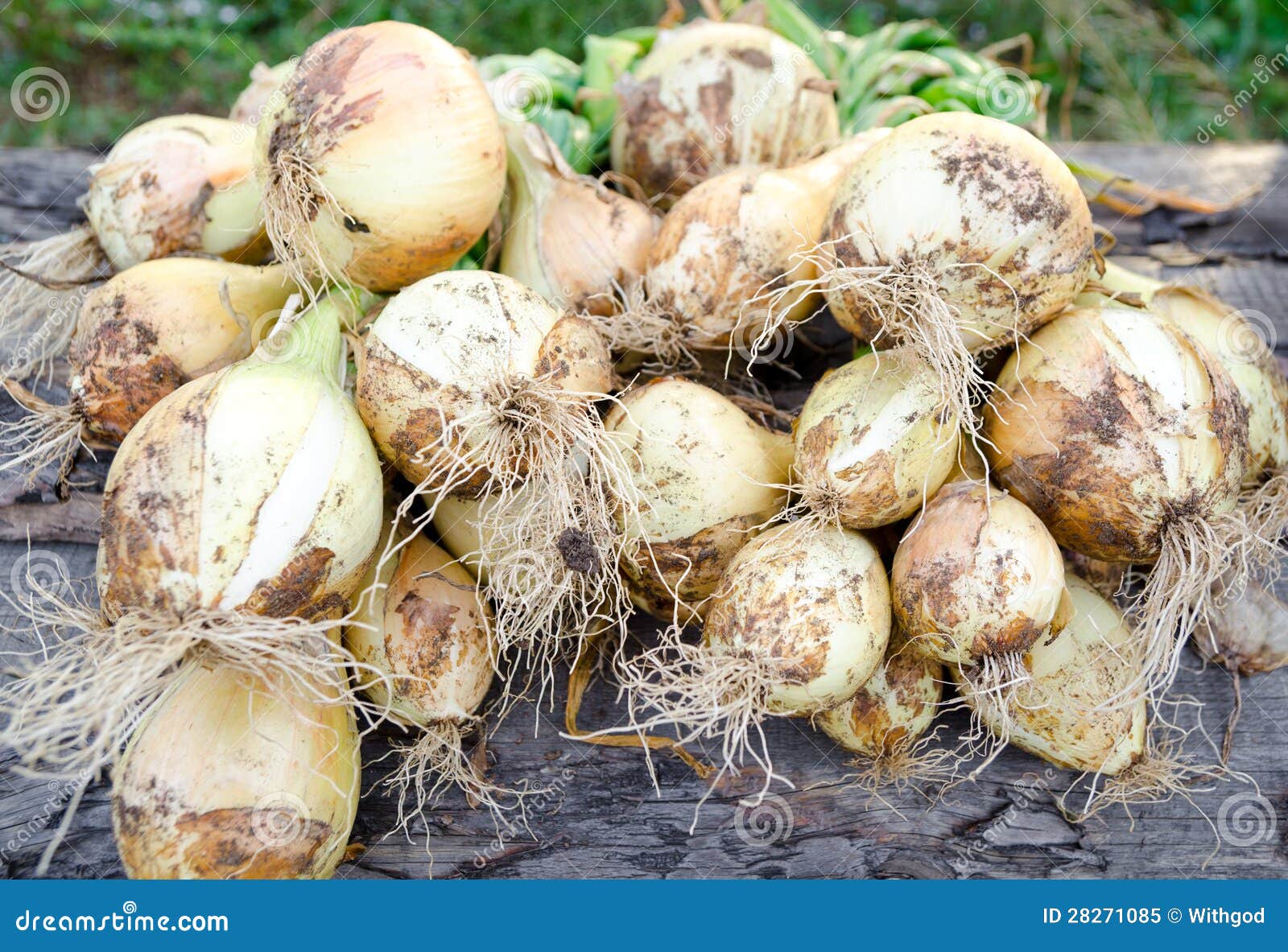 Very fresh onions stock image. Image of onions, root - 28271085