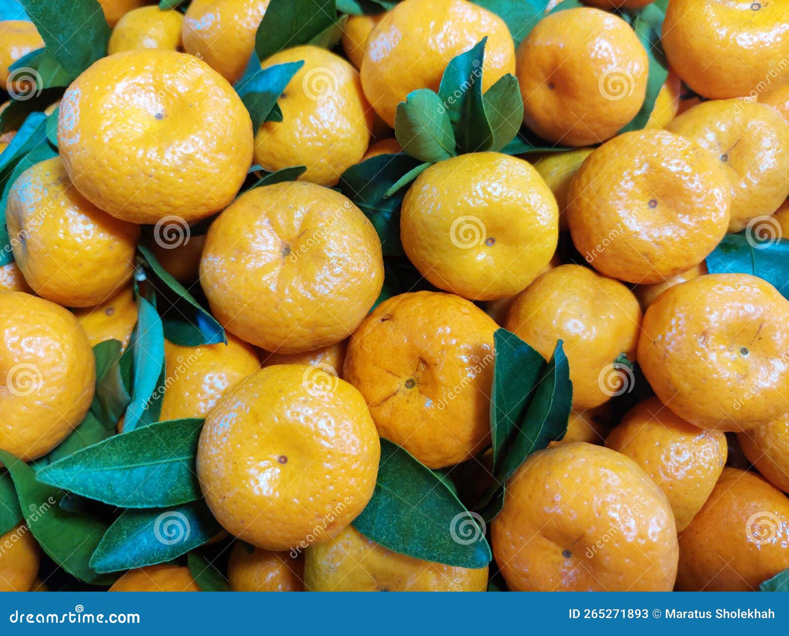 Very Fresh Orange Fruit Just Picked from the Tree, January 1st 2023 ...