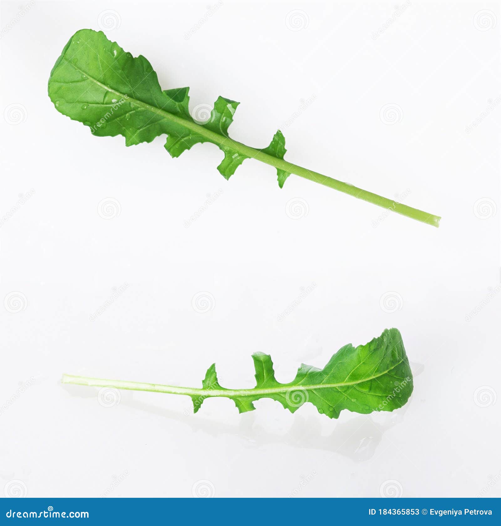 Fresh Arugula Leaf with Dew Drops Isolated on a White Background Stock ...