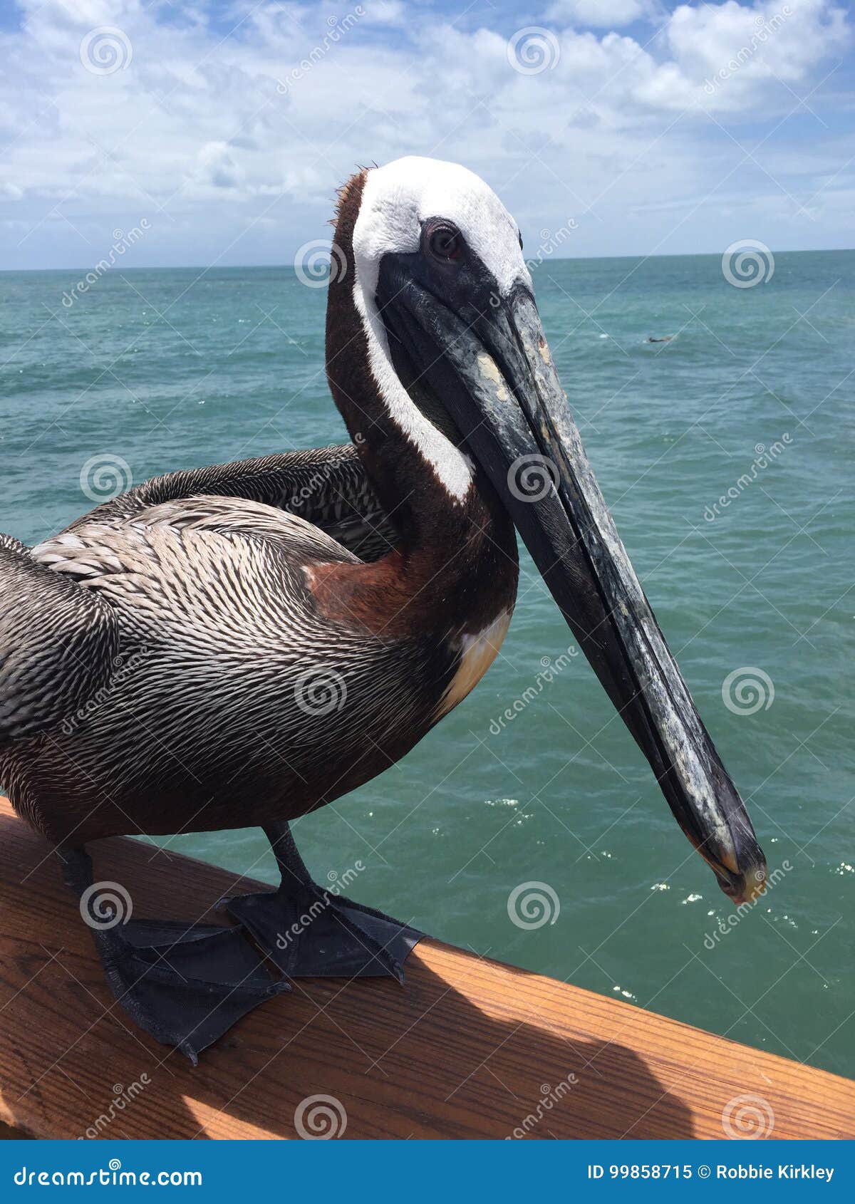 Joe the Pelican stock image. Image of water, animals - 99858715