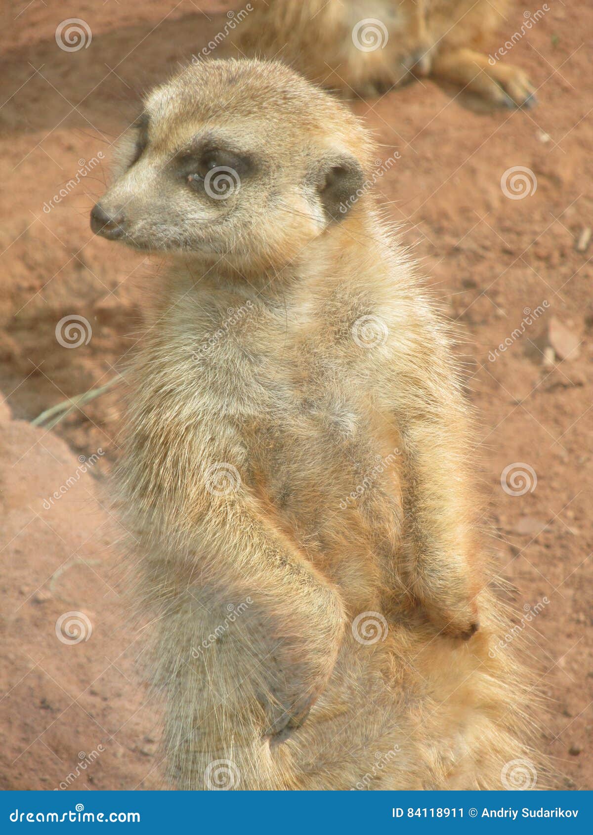 Very Fun and Funny Meerkats on a Walk in the Zoo. Stock Image - Image ...