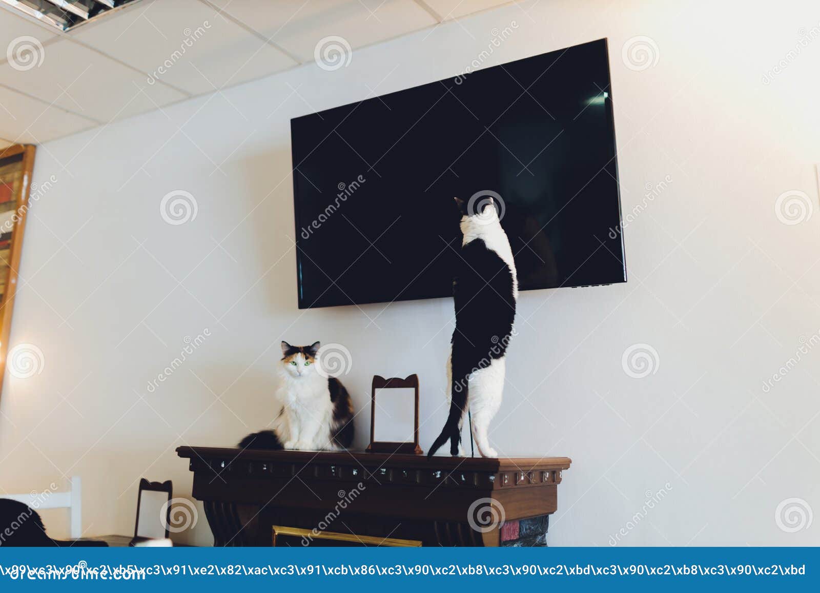 Very Funny Cat Laughing of the Close Up. Cat is Watching Tv Stock Photo ...