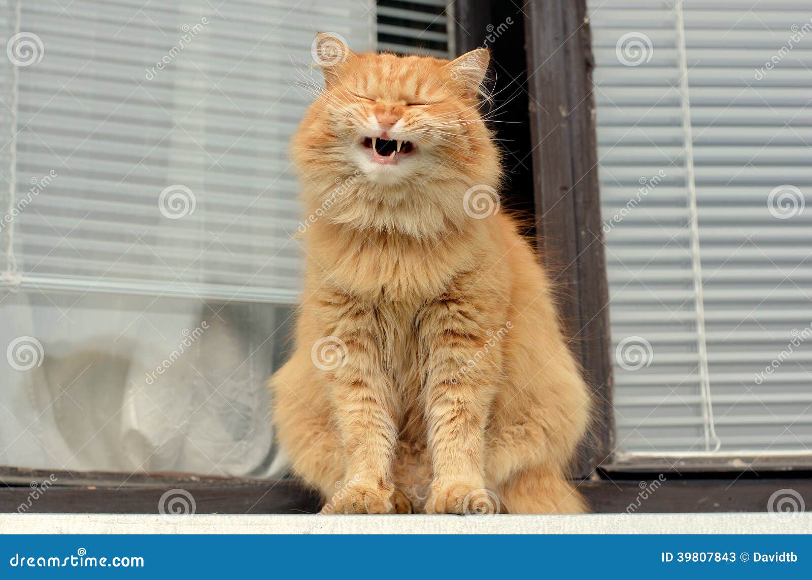 Very funny cat smiles stock image. Image of funny, close - 39807843