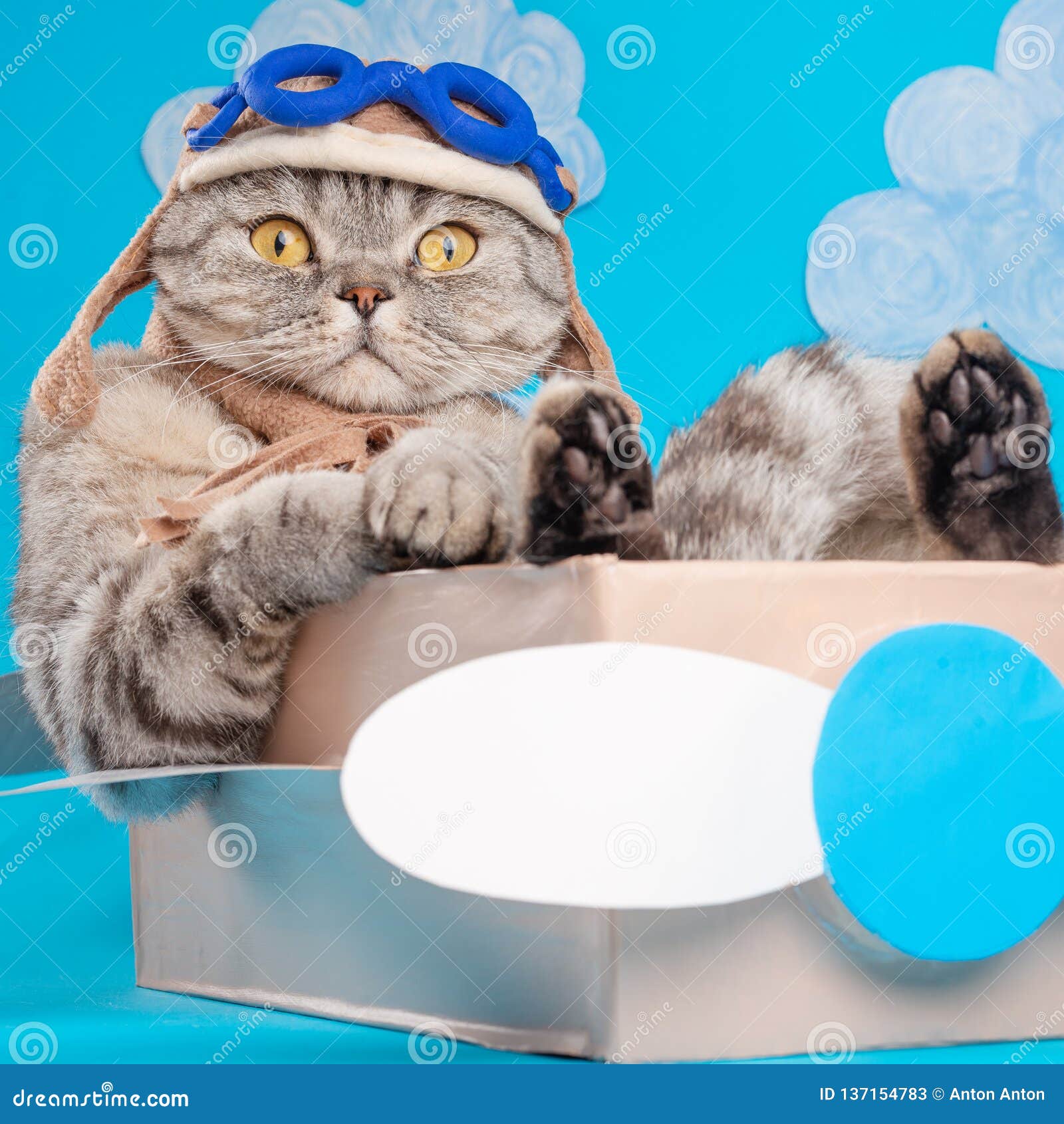 Very Funny and Cute Cat Pilot, Like a Boss Stock Image - Image of happy ...