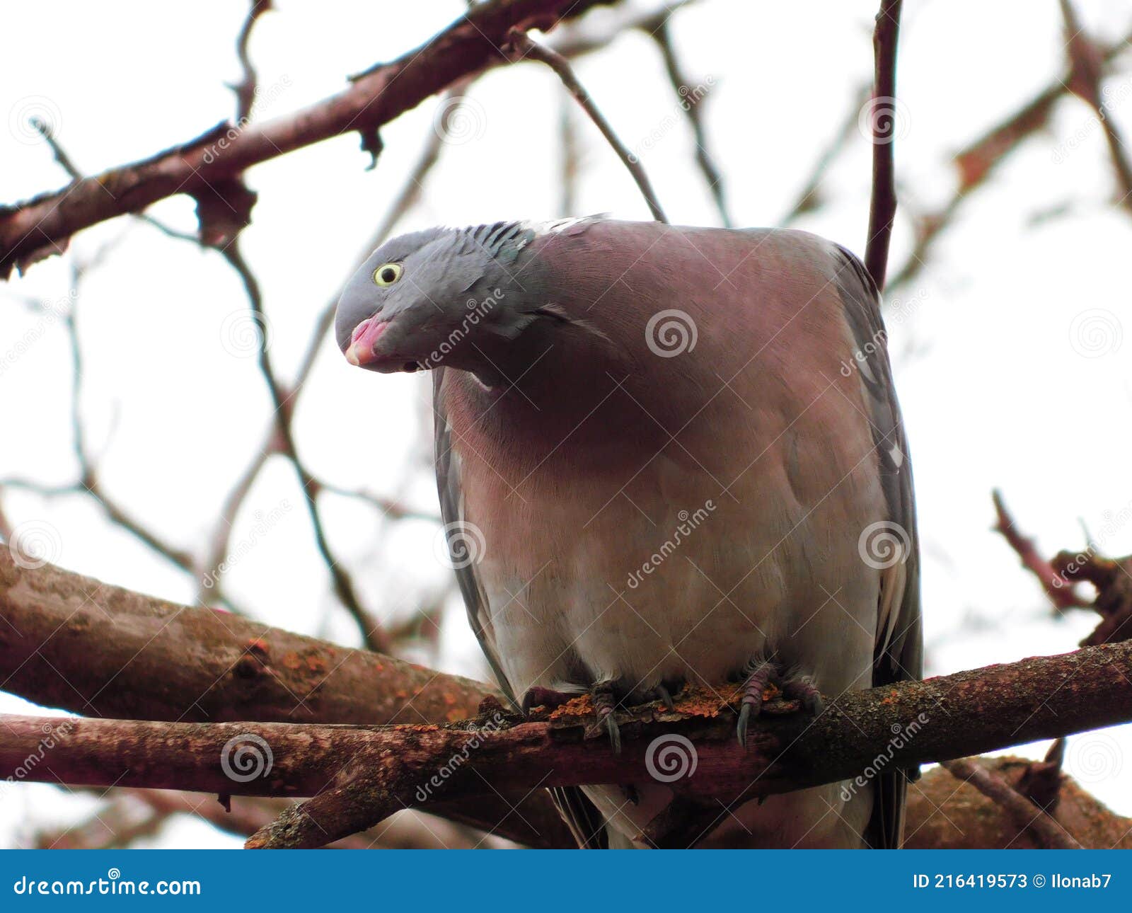 Very Funny and Cute Cushat. Beautiful Bird Stock Image - Image of ...