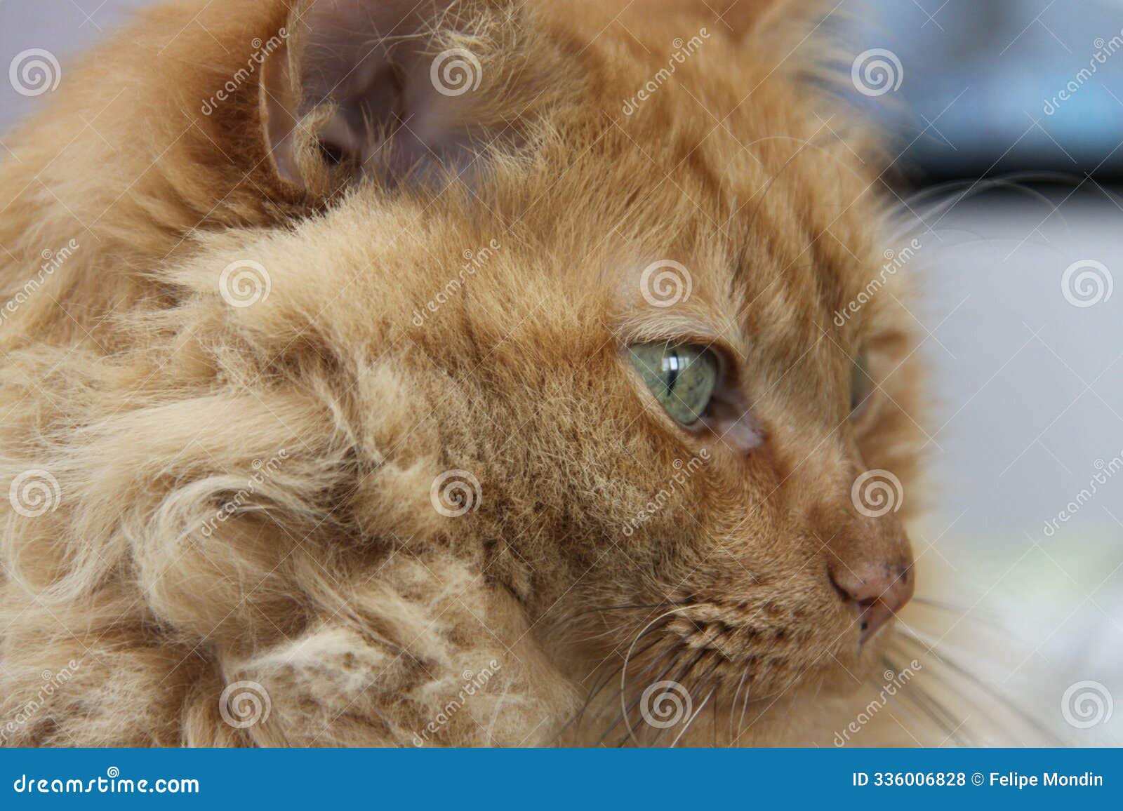 Very furry cat staring stock photo. Image of small, staring - 336006828