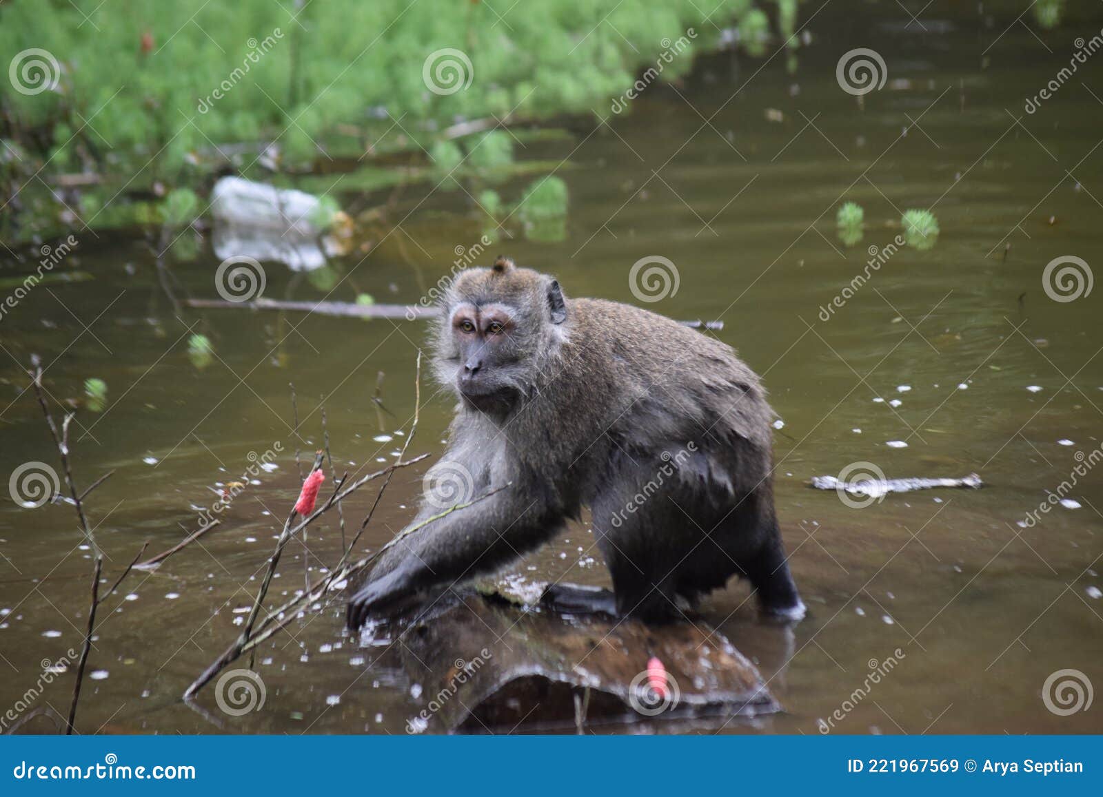 Very gentle wild monkeys stock image. Image of wildlife - 221967569