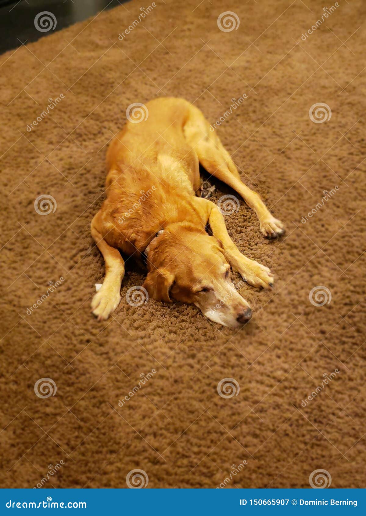 A very Good Dog. stock image. Image of goldenlab, pretty - 150665907