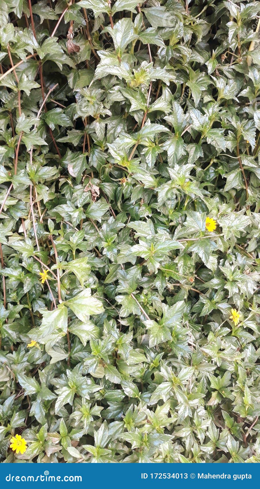 VERY GOOD TREE in MUMBAI MIRA ROAD Stock Image - Image of mumbai, road ...