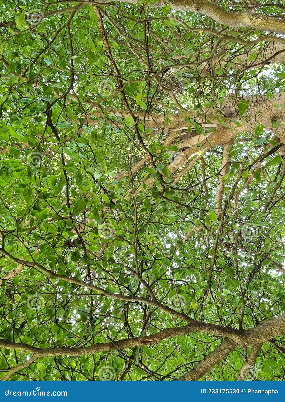 Very Green Branches of Tree. Stock Photo - Image of deciduous, jungle ...