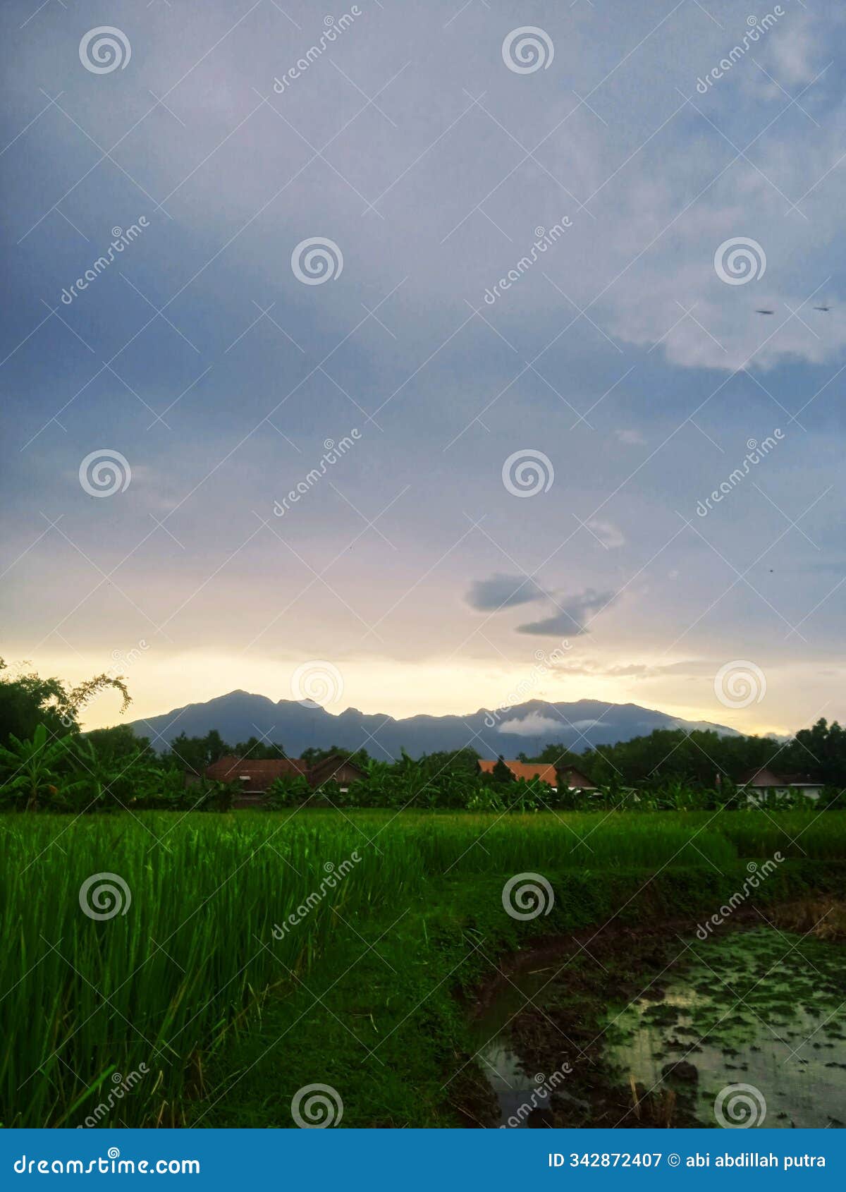 Very Green and Cool Landscape of Mountains and Rice Fields Stock Image ...