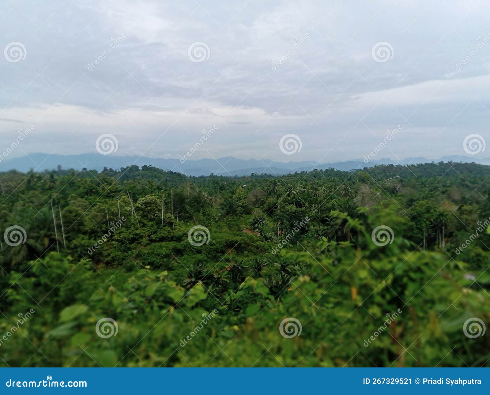 Very green forest stock image. Image of grassland, vegetation - 267329521