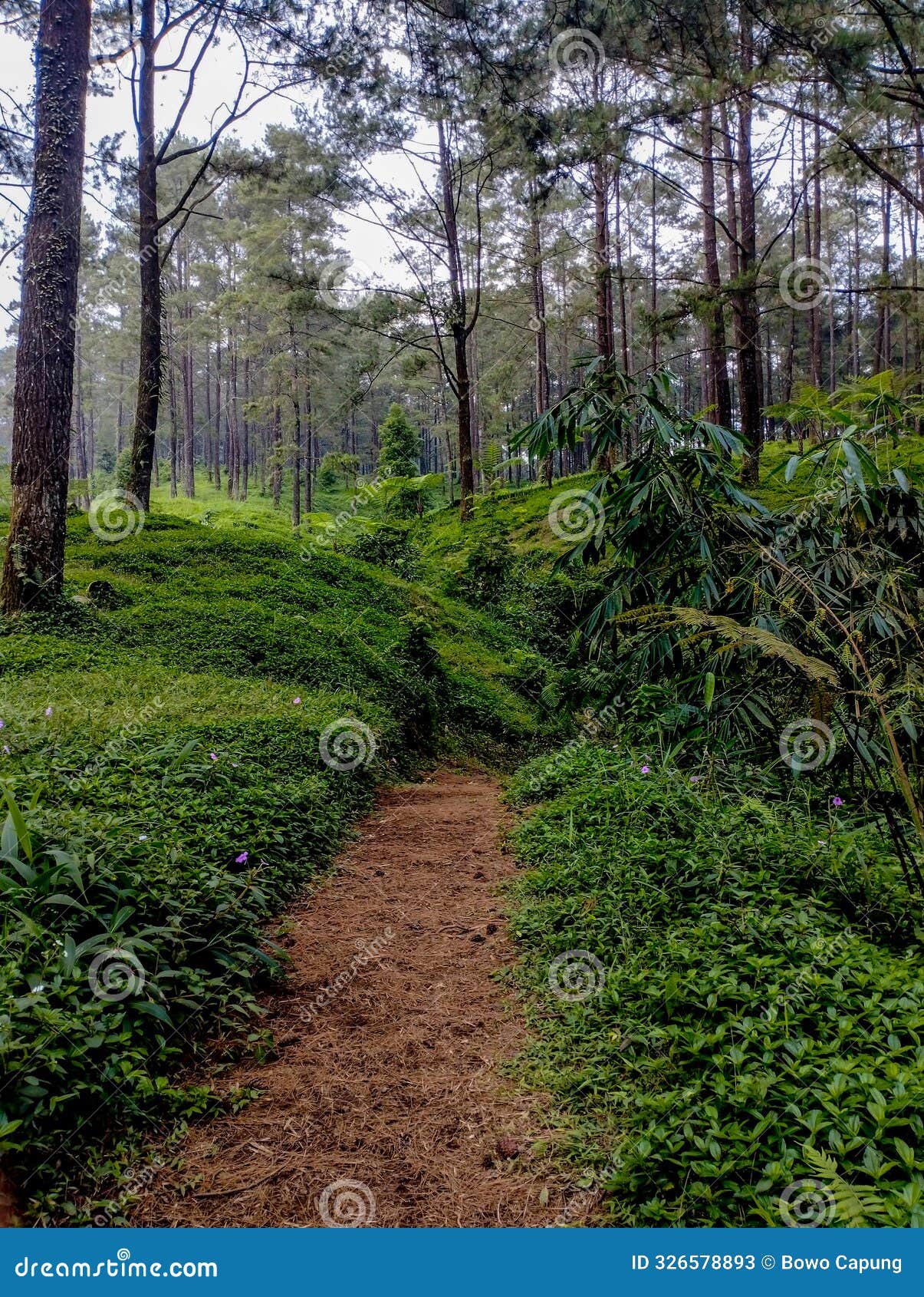 A Very Green Forest Covered with Tall, Green Trees and Grass Grows To ...