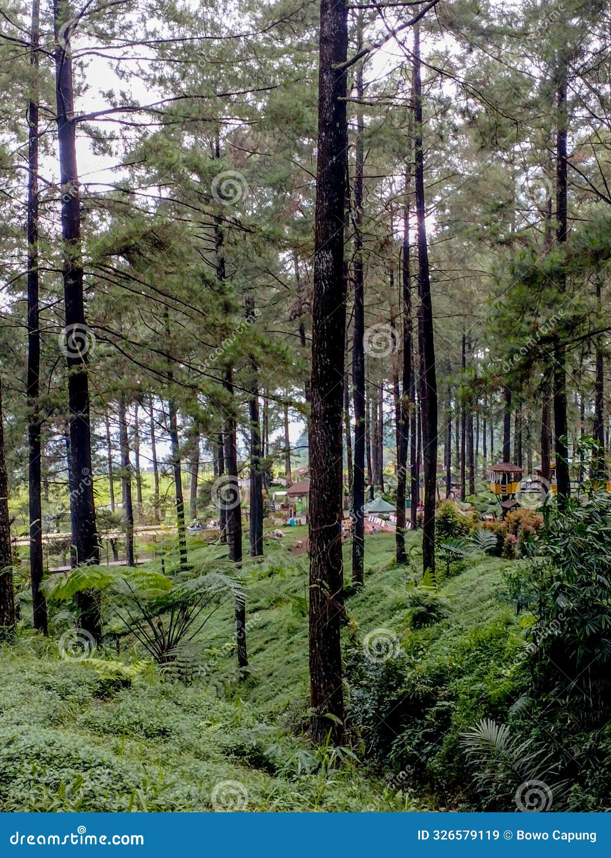 A Very Green Forest Covered with Tall, Green Trees and Grass Grows To ...