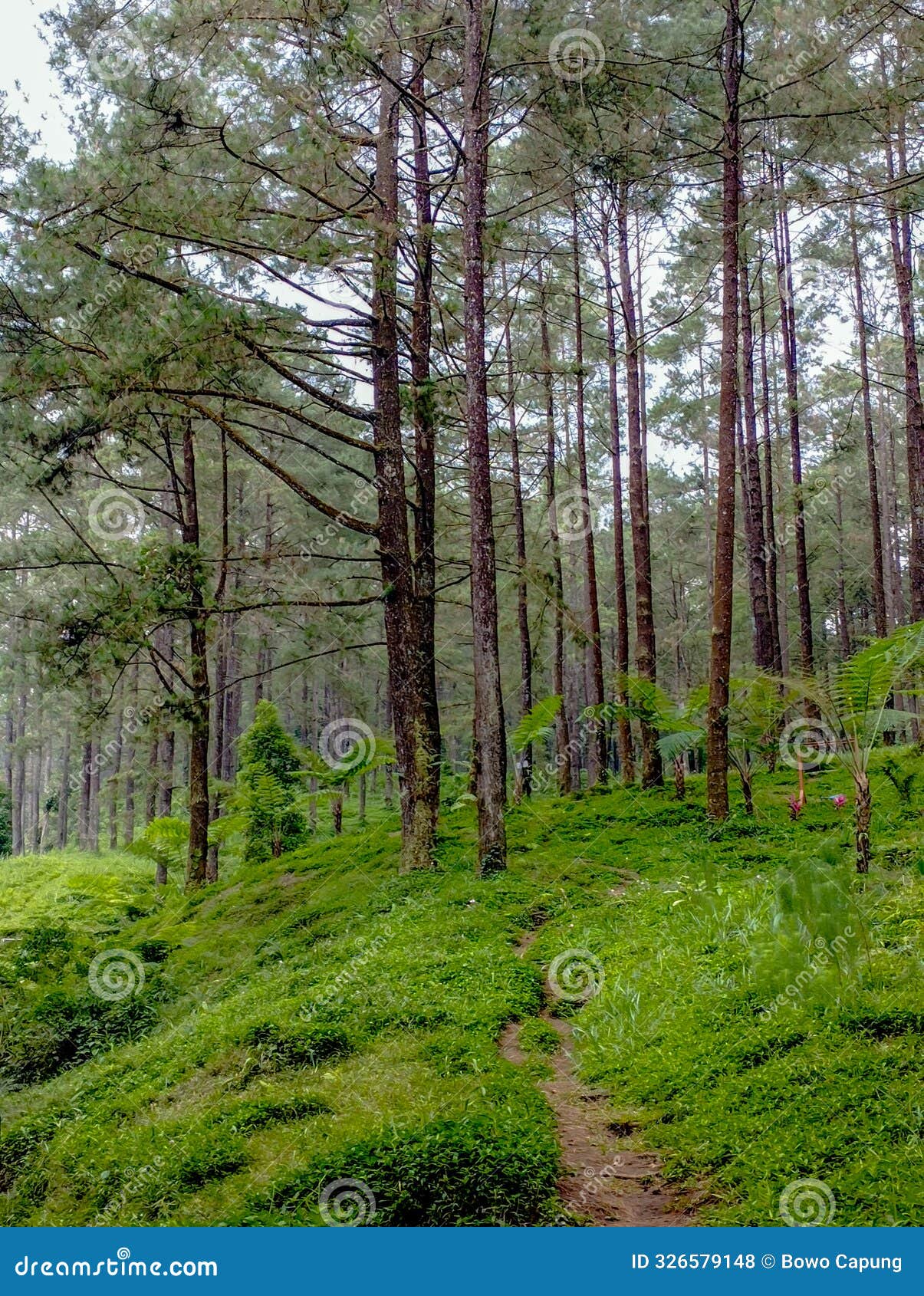 A Very Green Forest Covered with Tall, Green Trees and Grass Grows To ...