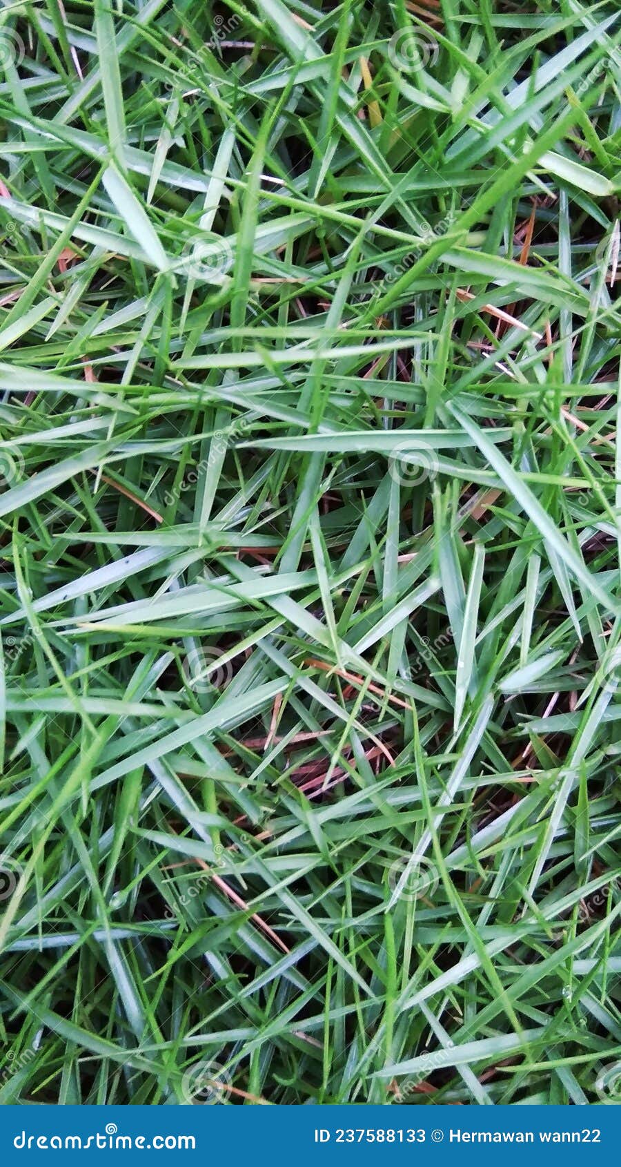 Very Green Grass in My Yard Stock Image - Image of design, nature ...