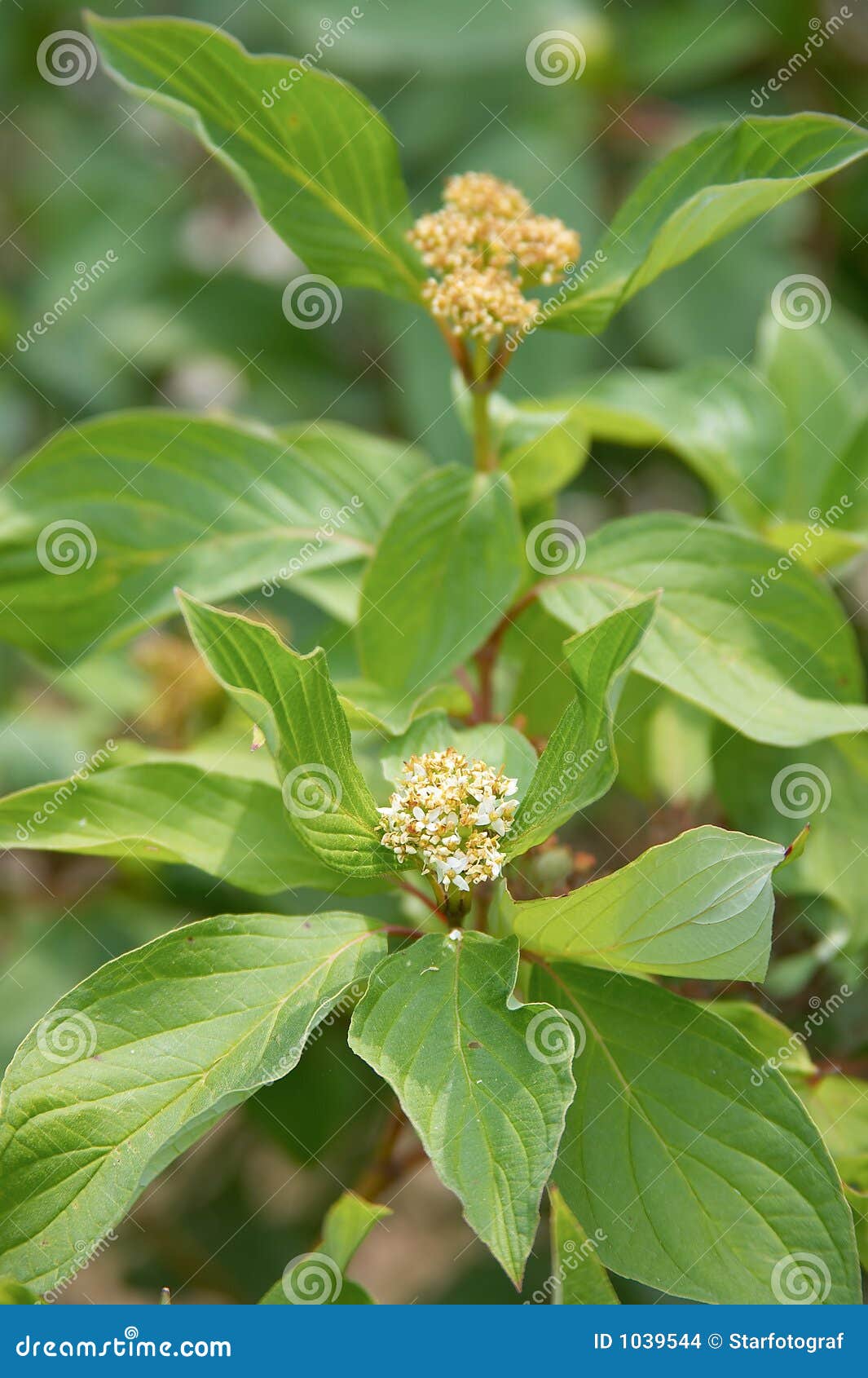 Very Green Plants - Nature Pure Stock Photo - Image of close, green ...
