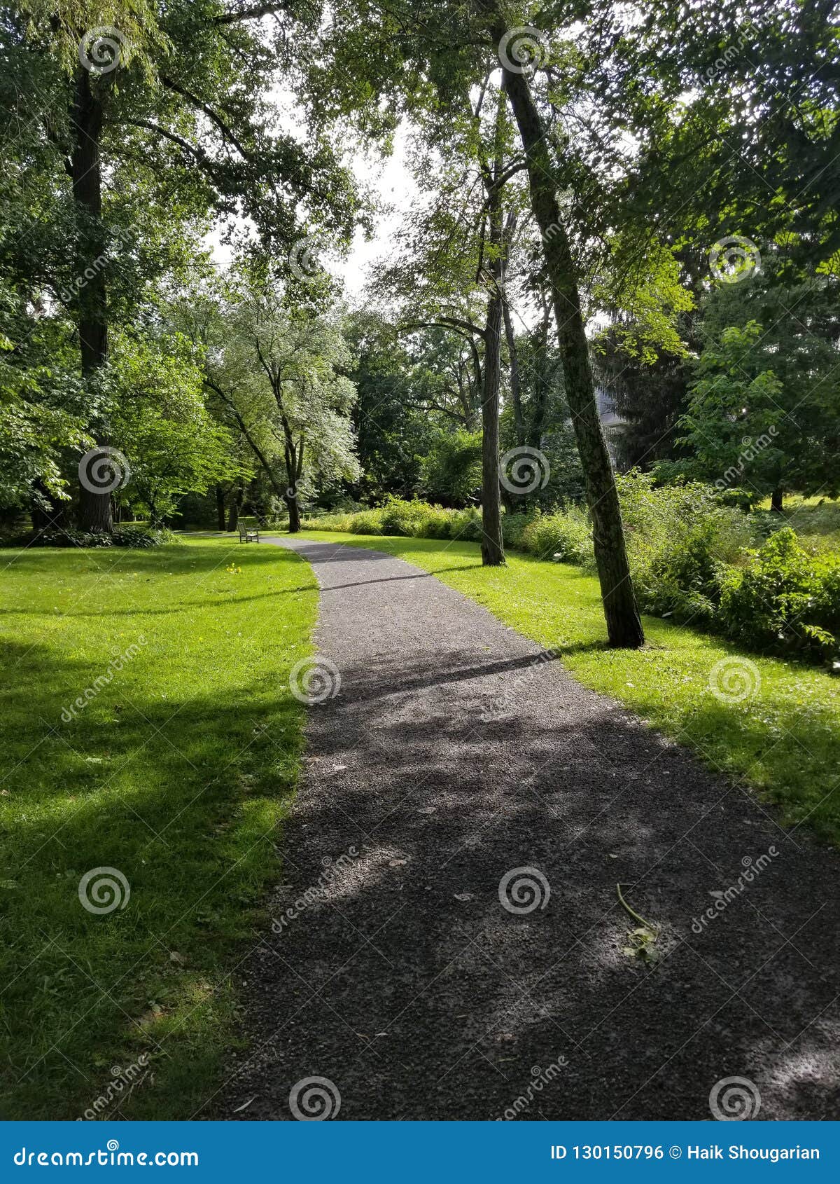 A very green trail stock photo. Image of trail, shaded - 130150796