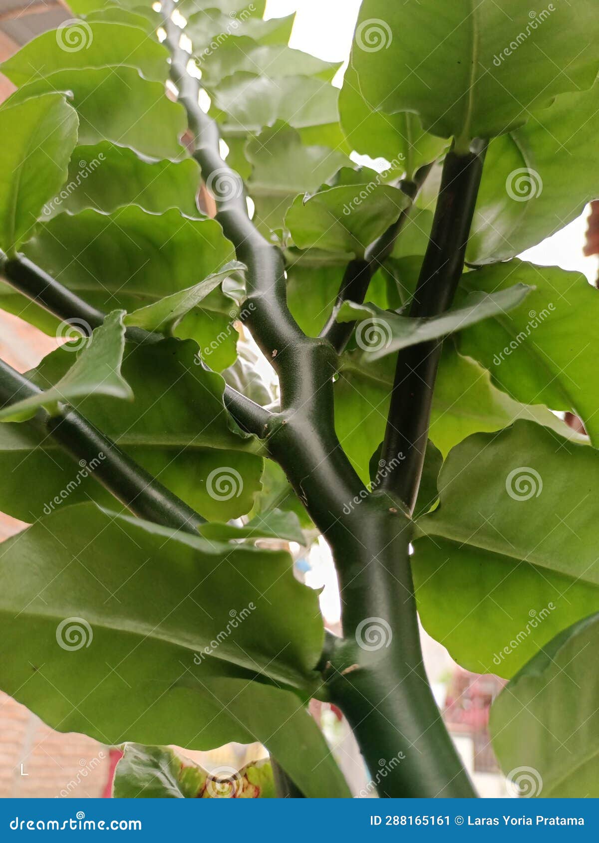 Very Green Tree Flowers Refresh the Eyes Stock Image - Image of green ...