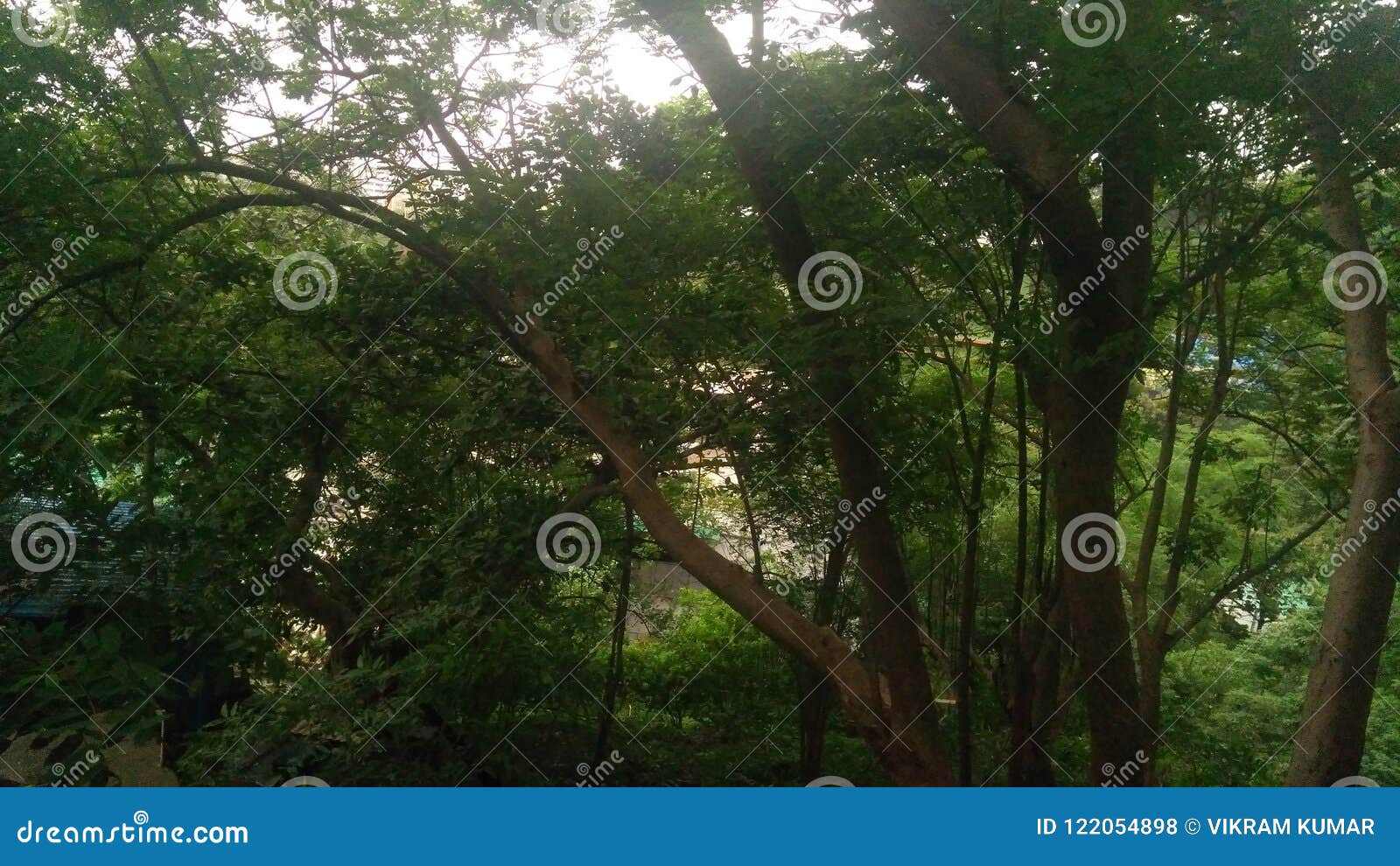 Green tree stock photo. Image of green, tree, forest - 122054898