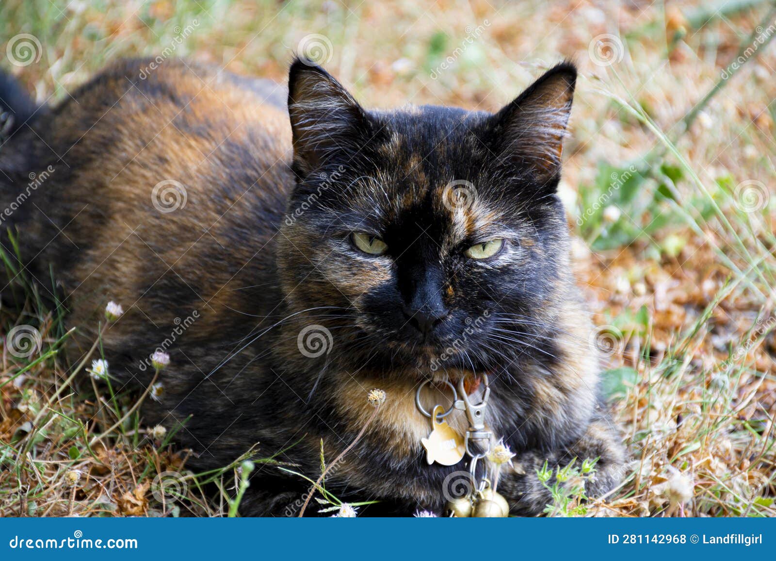Very Grumpy Looking Domestic Cat Stock Photo - Image of carnivore ...