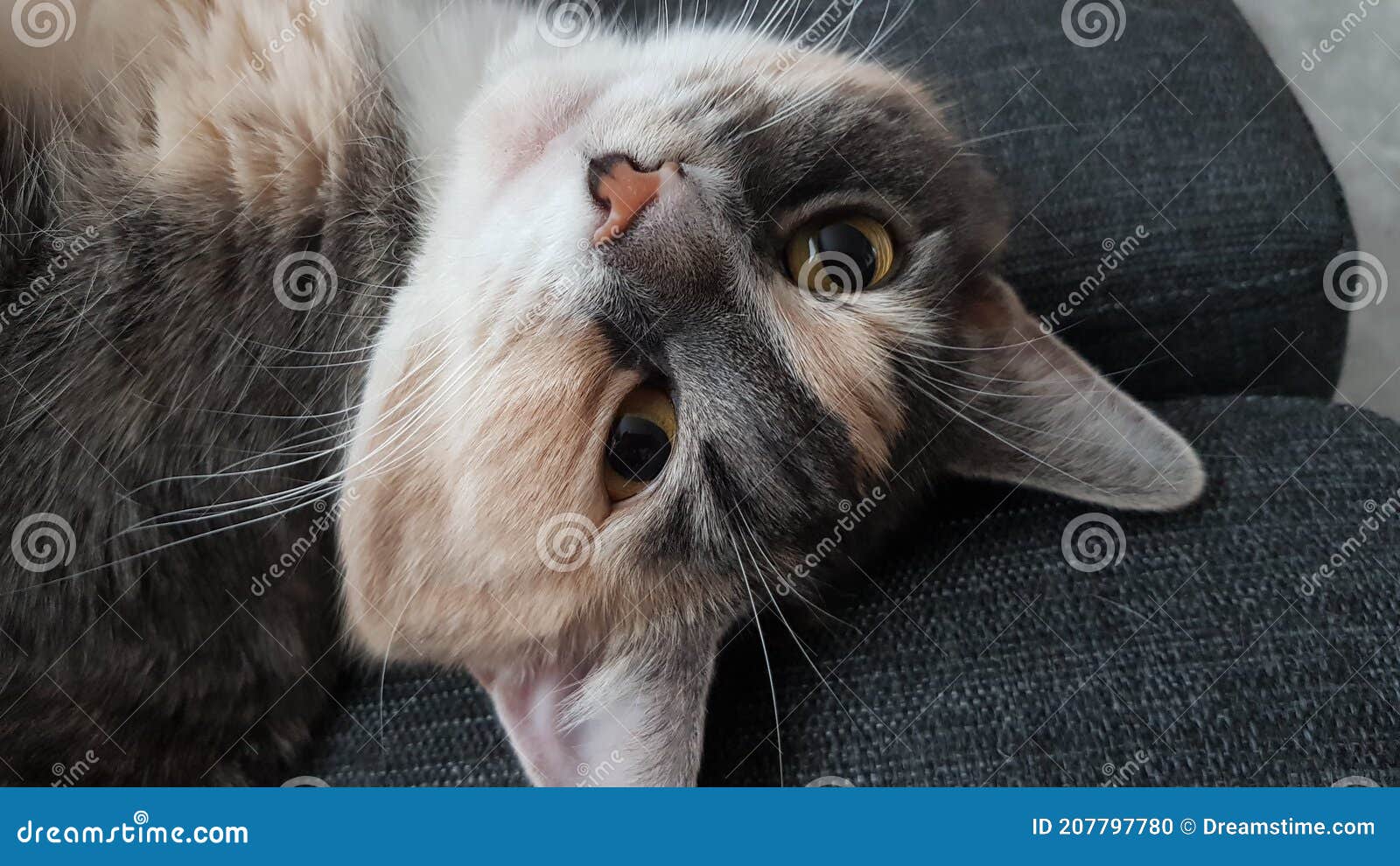 Very happy cat stock photo. Image of head, face, skin - 207797780