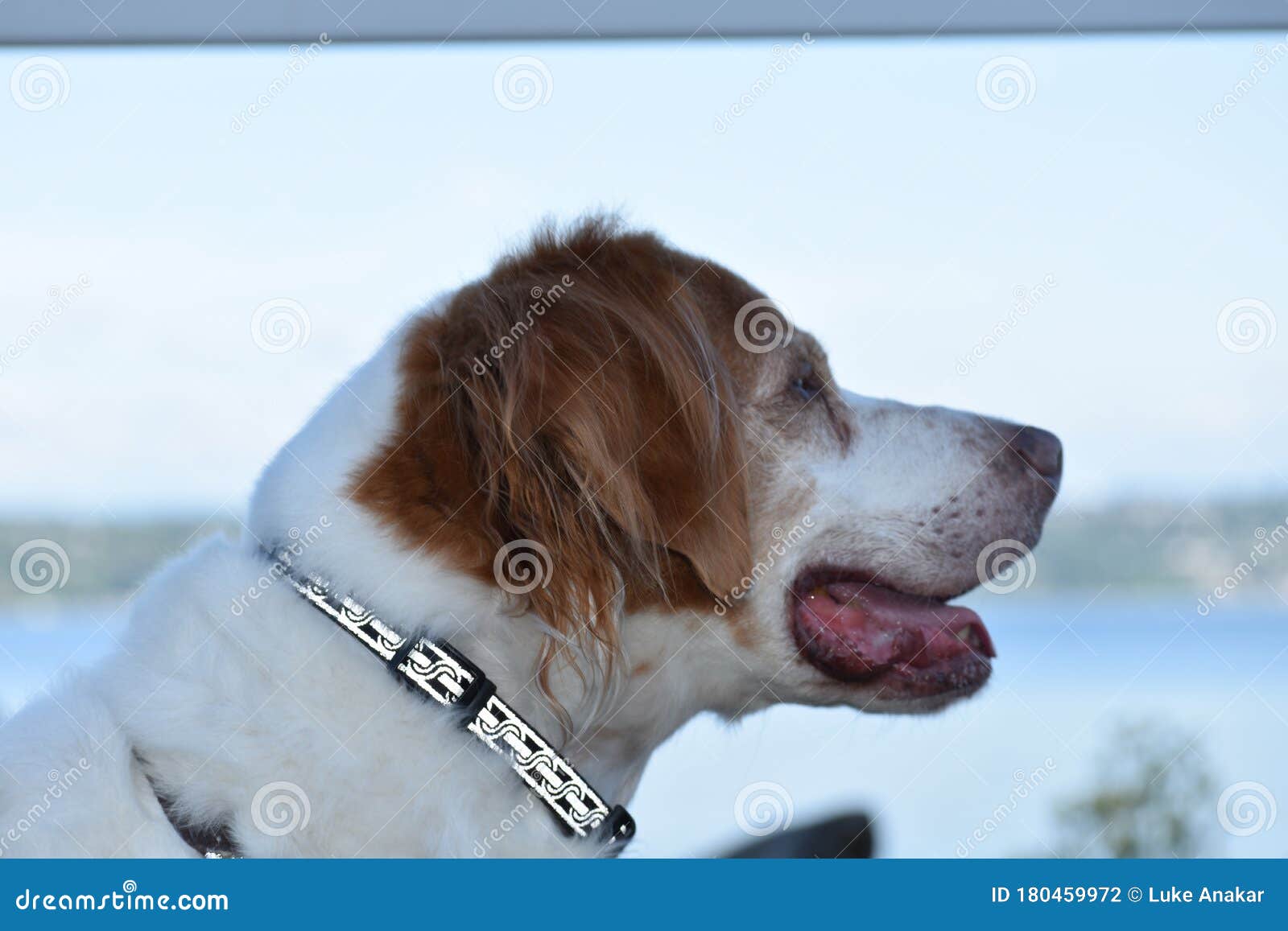 A Very Happy Dog stock photo. Image of terrier, head - 180459972