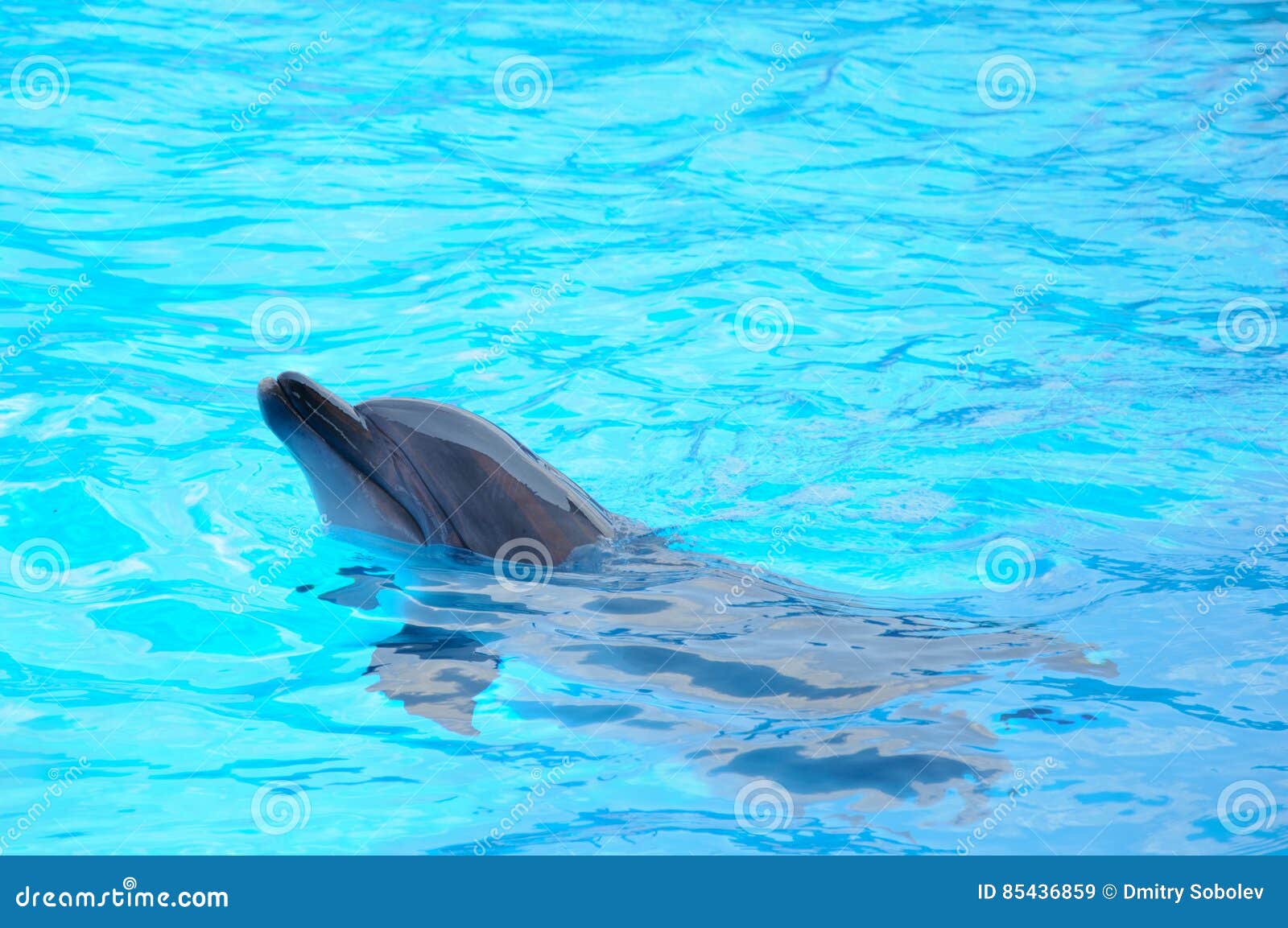 Very happy dolphins stock image. Image of fish, aquamarine - 85436859