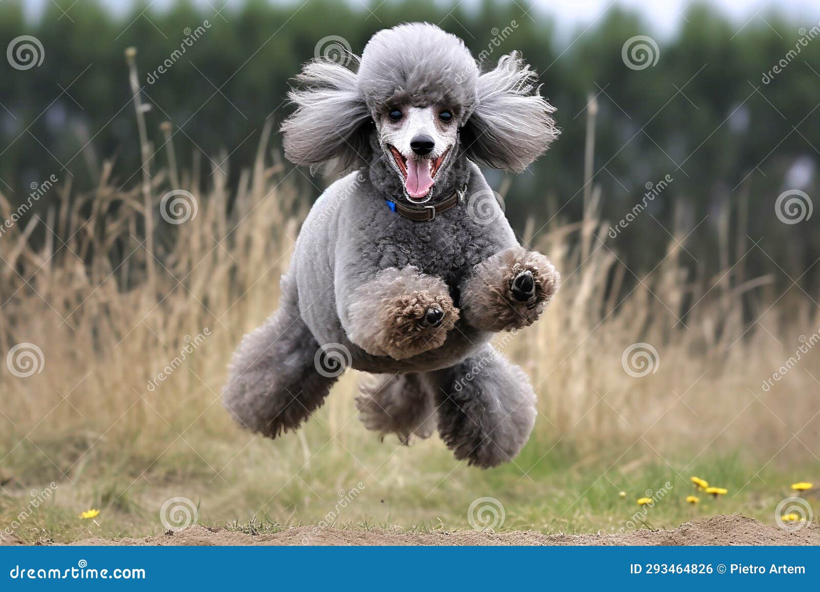 A Very Happy Dwarf Grey Poodle Jumping Stock Photo - Image of funny ...