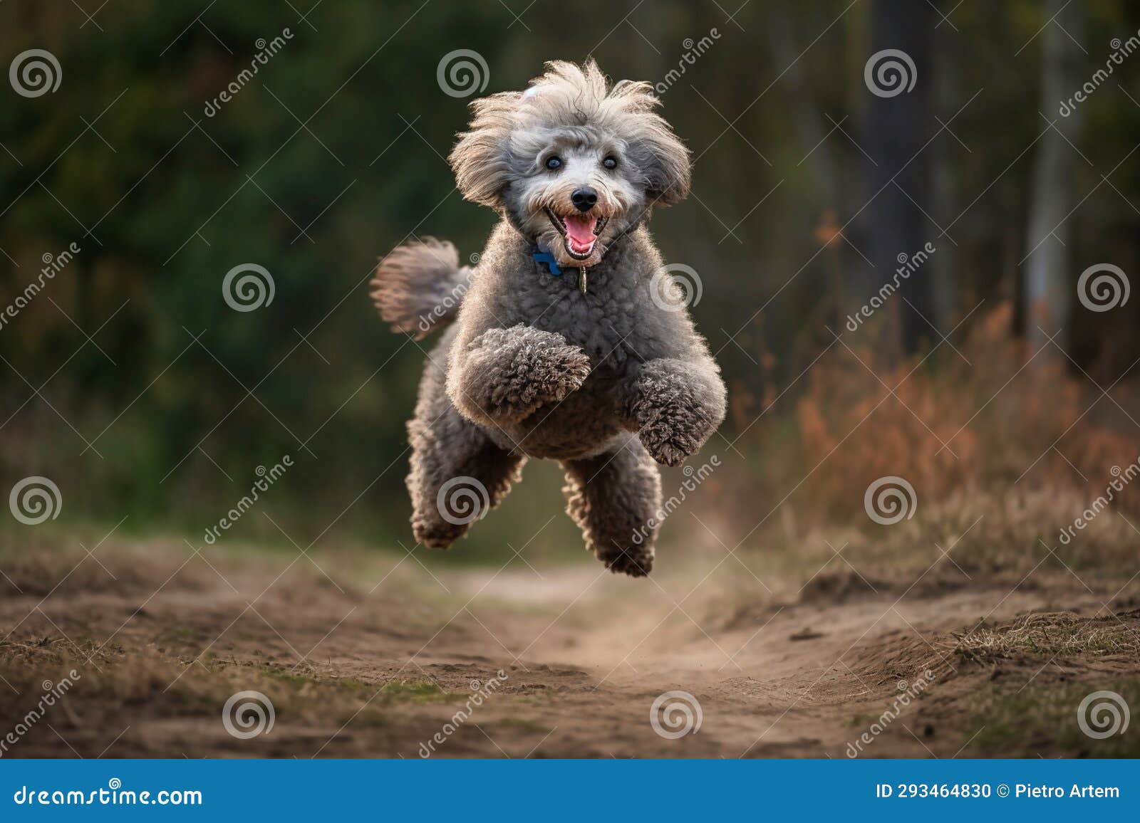 A Very Happy Dwarf Grey Poodle Jumping Stock Photo - Image of animal ...