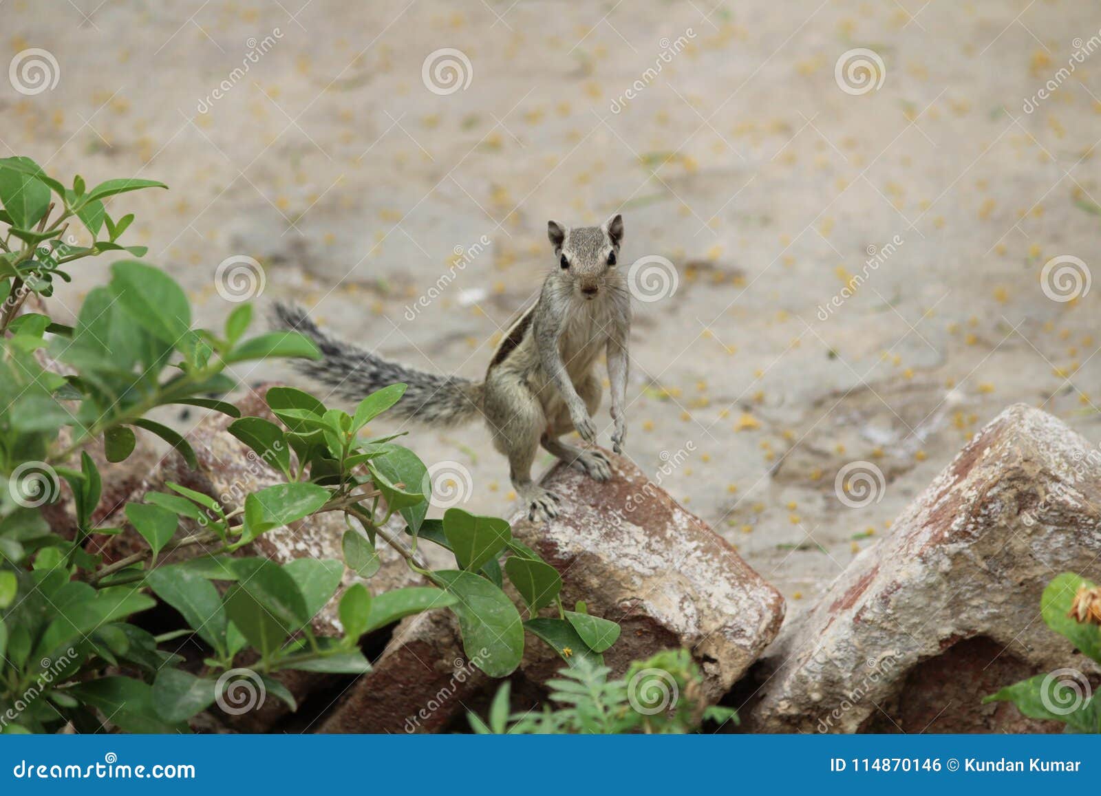 Squirrel Playing on the Earth Stock Photo - Image of happy, squirrel ...