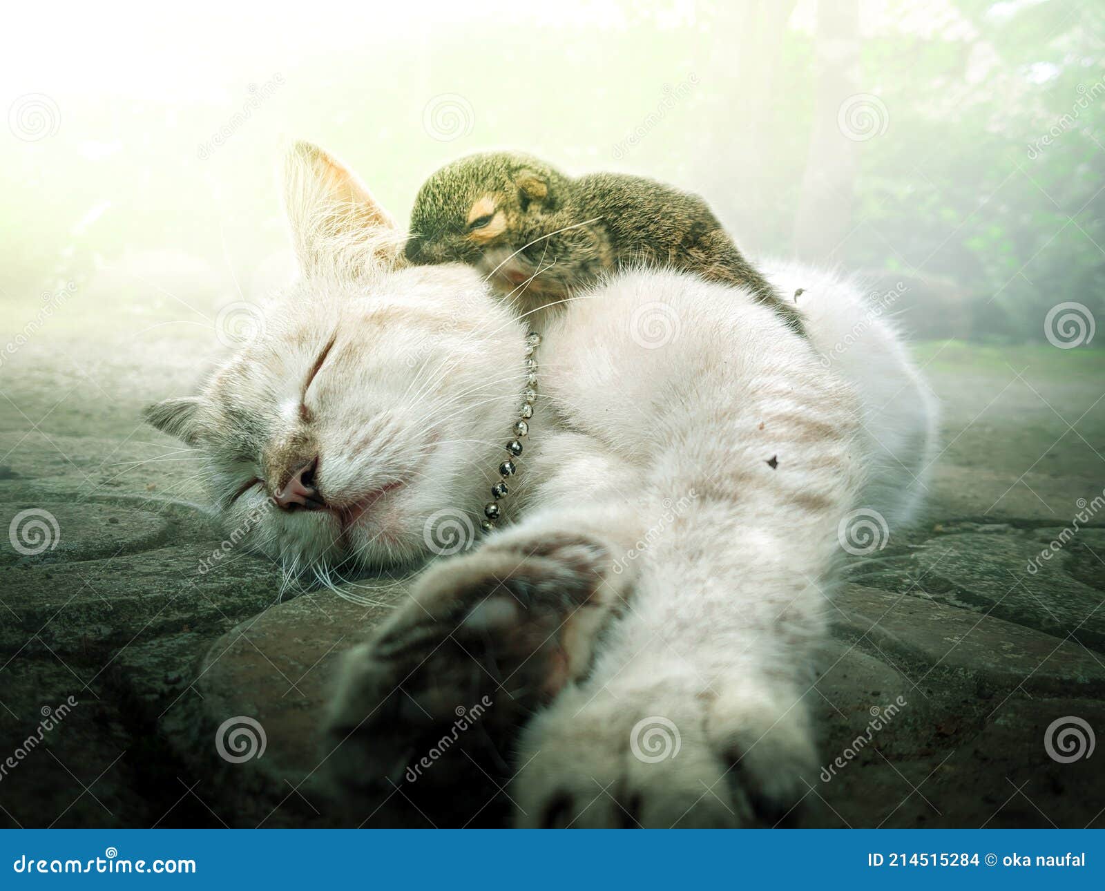 Cute cat and squirrel stock photo. Image of squirrel - 214515284