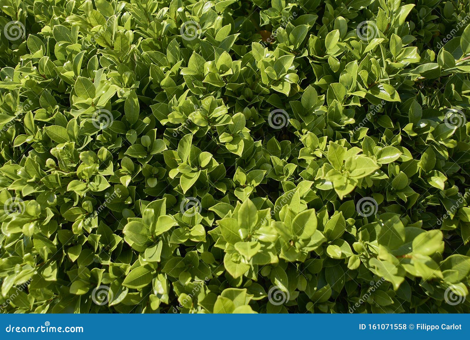 Hedge Texture 6 stock photo. Image of grass, beautiful - 161071558