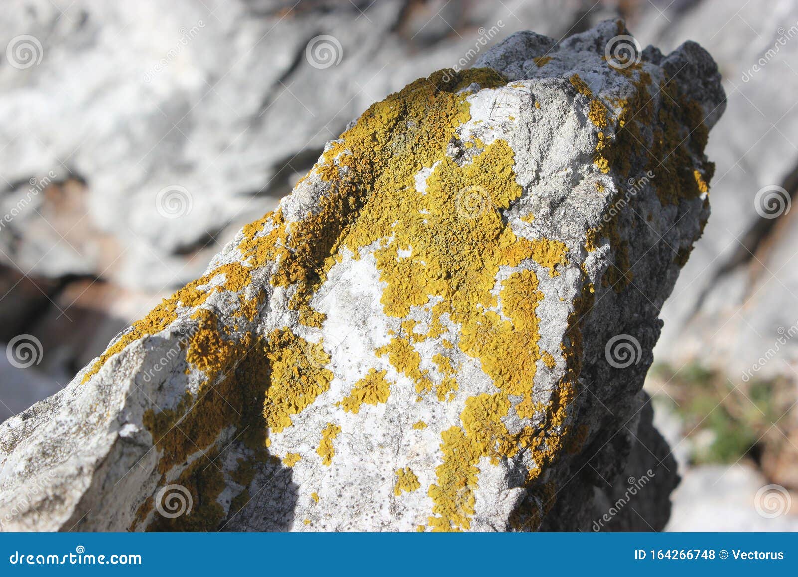 Sharp Stone Texture with Yellow Moss Stock Photo - Image of texture ...