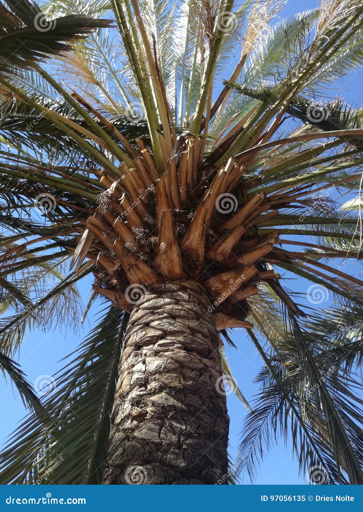 Very high palm tree stock image. Image of shade, dades - 97056135