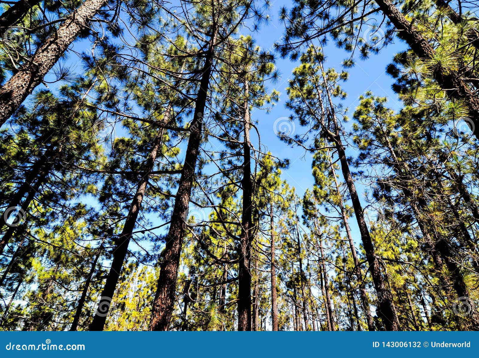 Very High Pine Wood Forest stock photo. Image of wilderness - 143006132