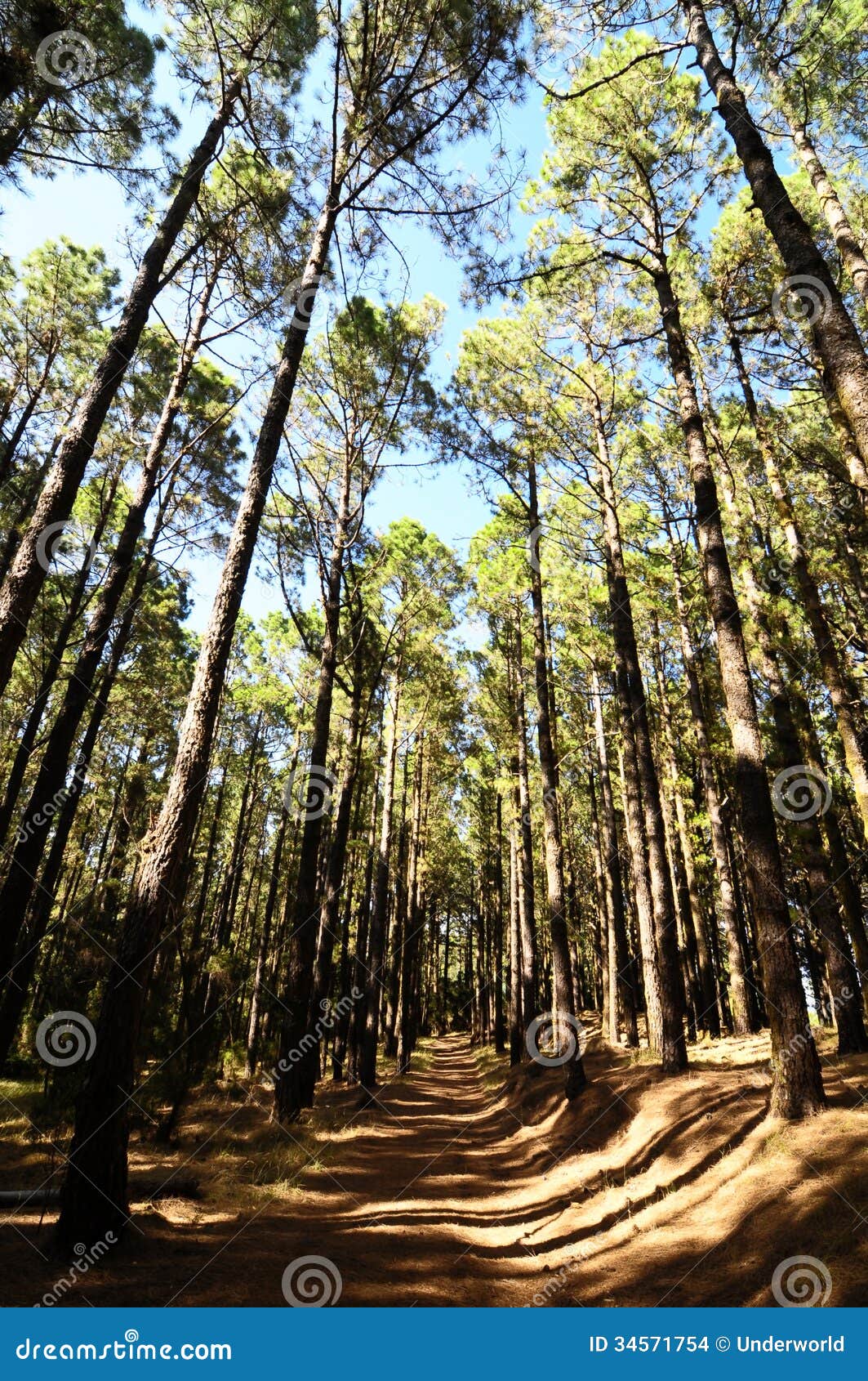 Very High Pine Wood Forest stock photo. Image of pine - 34571754
