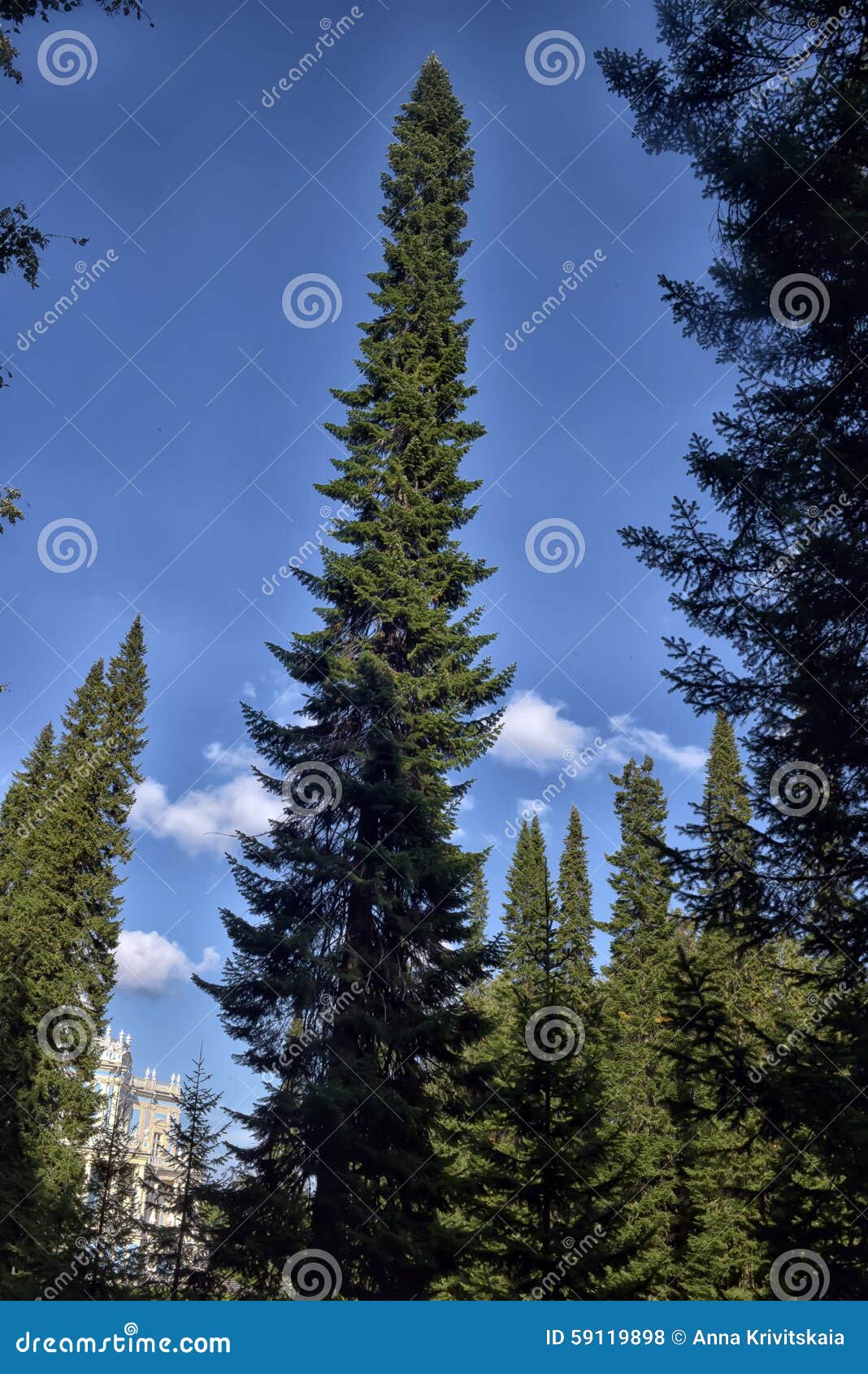 Very high spruce tree stock photo. Image of trees, spruce - 59119898